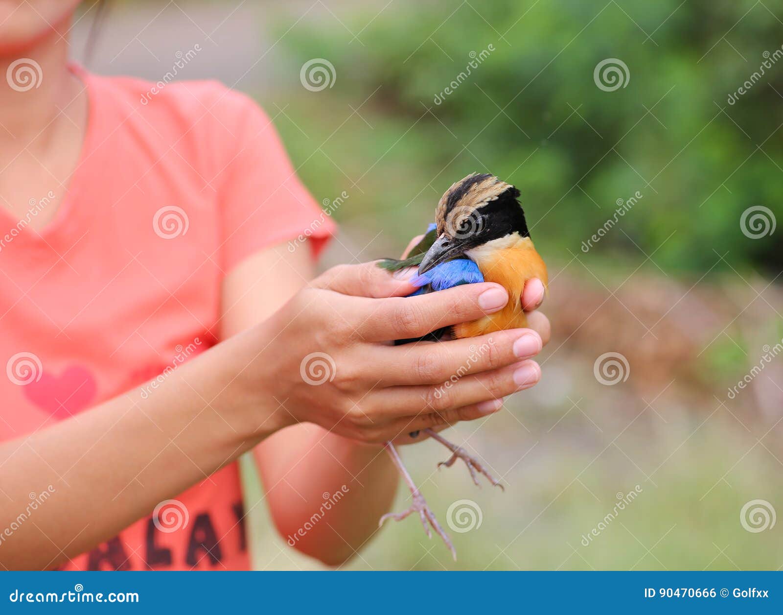 Bird relinquish stock photo. Image of beauty, concept - 90470666