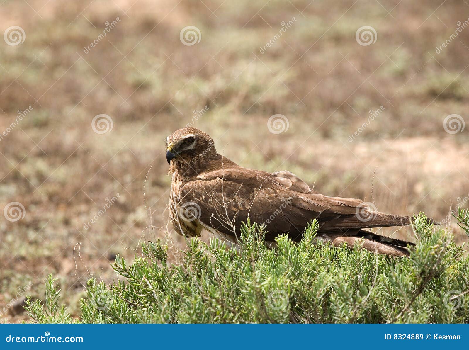 Bird at rest stock image. Image of outside, small, feathers - 8324889