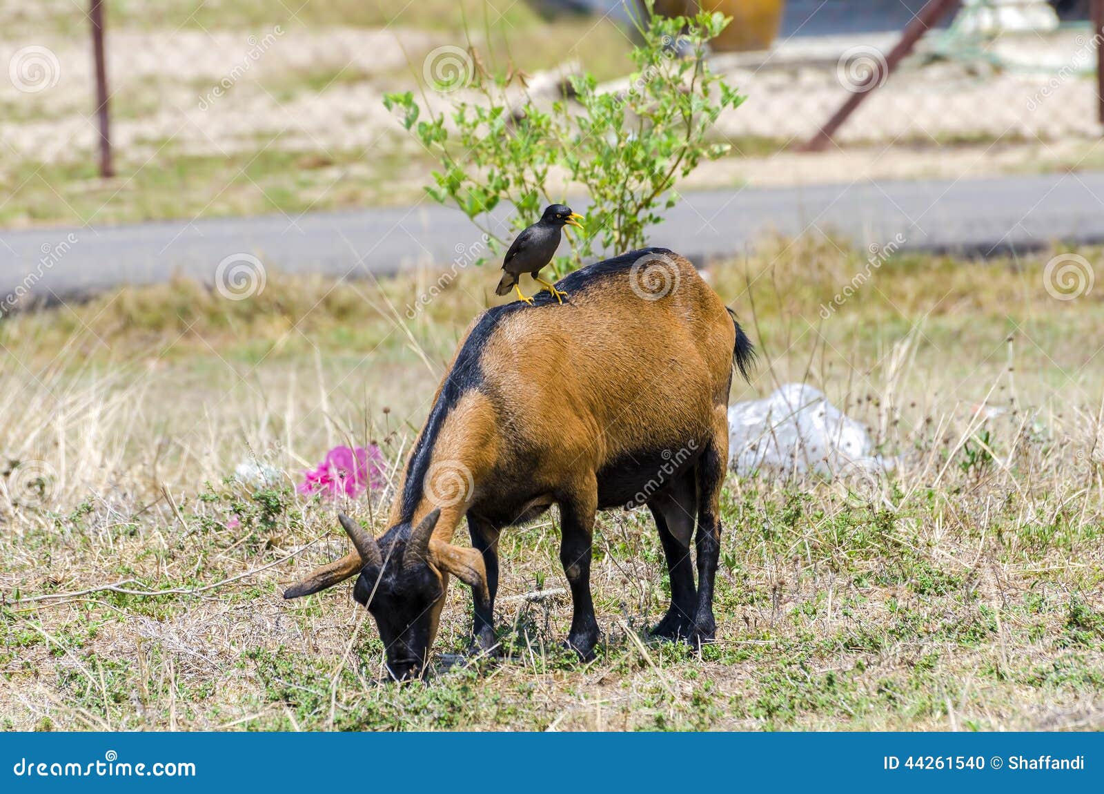 Bird rest on a goat stock photo. Image of symbiosis, body - 44261540