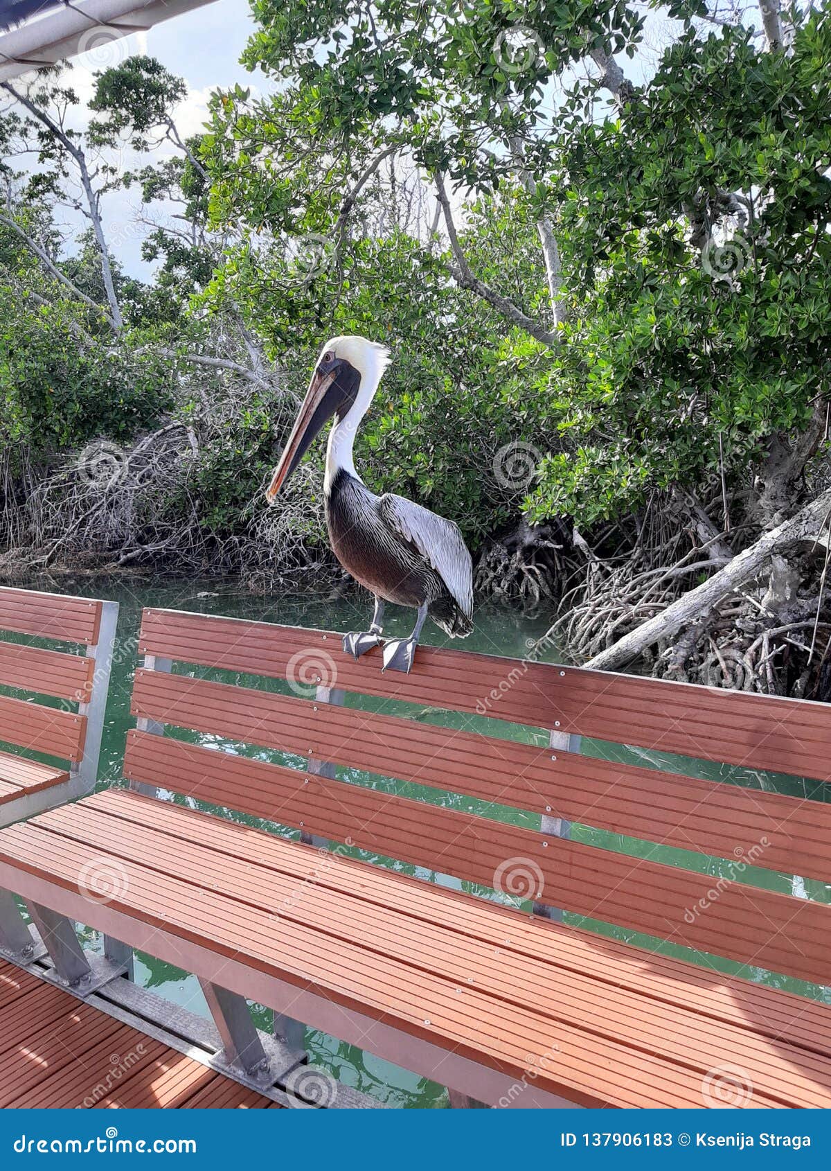 Bird stock image. Image of rest, bench, lunch, nature - 137906183