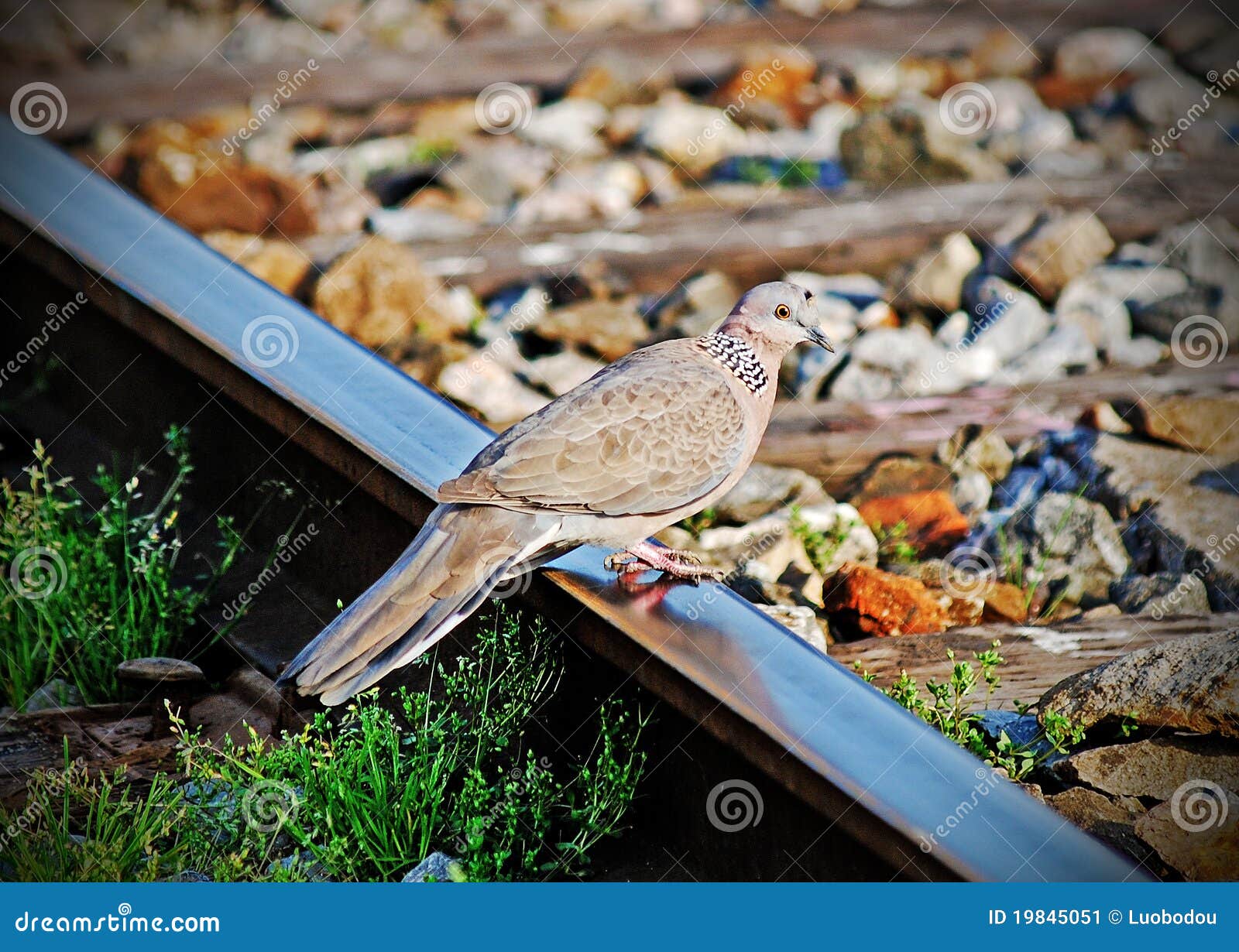 Bird rest on train track stock image. Image of rest, train - 19845051