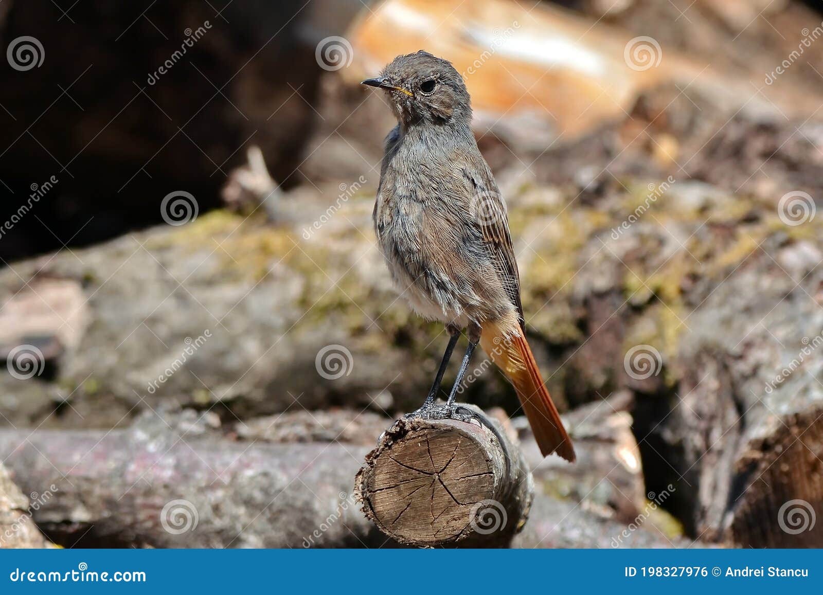 Bird Redstart stock photo. Image of wild, redstart, common - 198327976