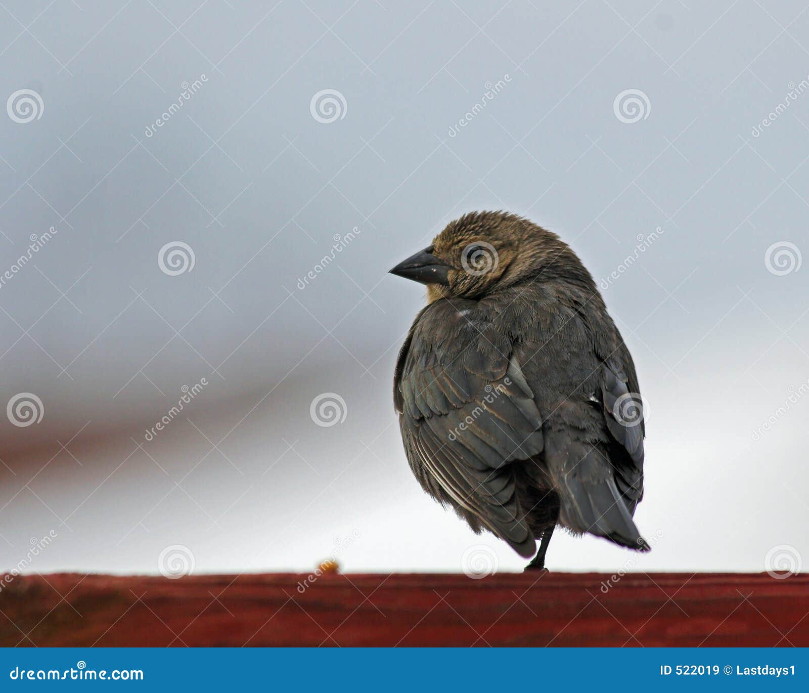 Bird Resting Picture. Image: 522019