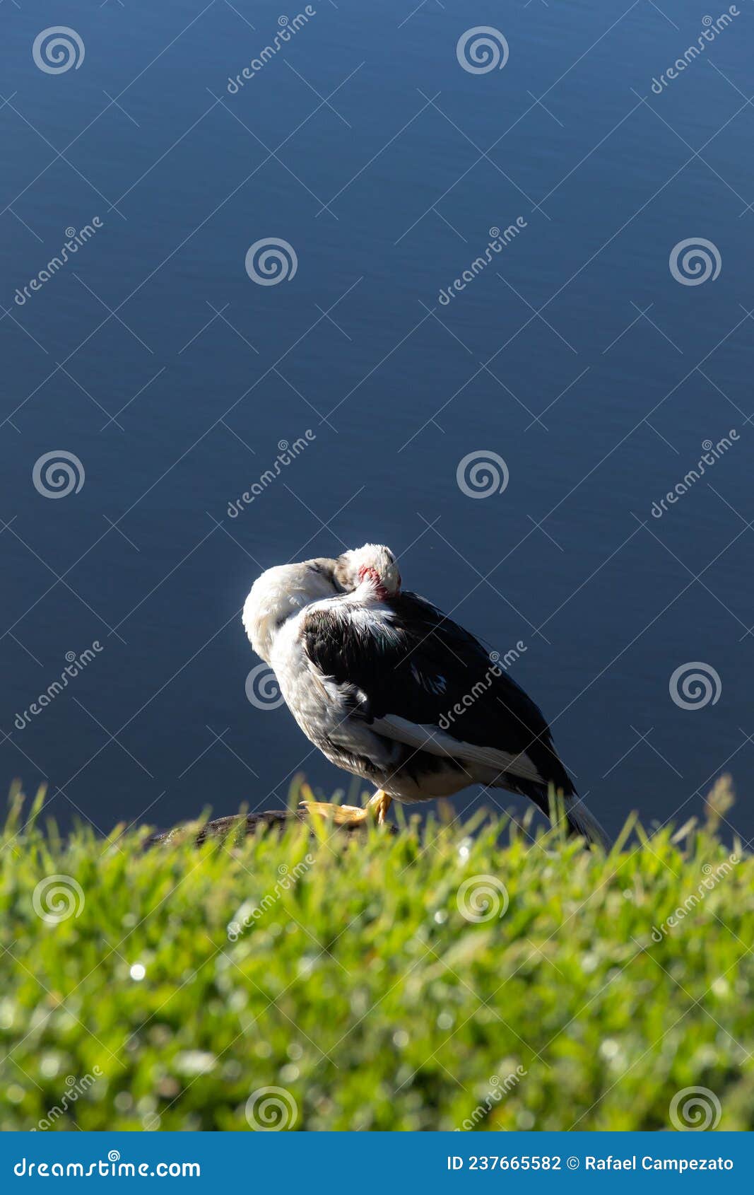 Bird Resting on the Edge of the Lake Stock Photo - Image of bird ...