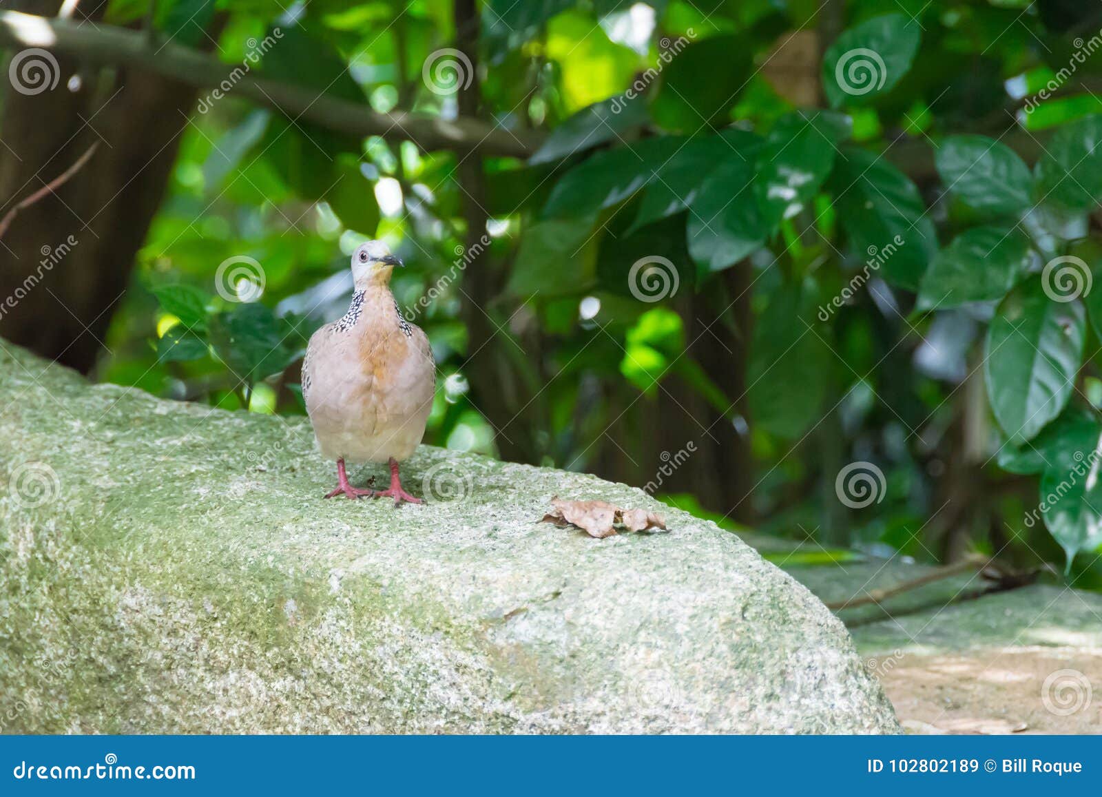 A Bird Resting in Isolation on a Rock Stock Image - Image of wild, blue ...