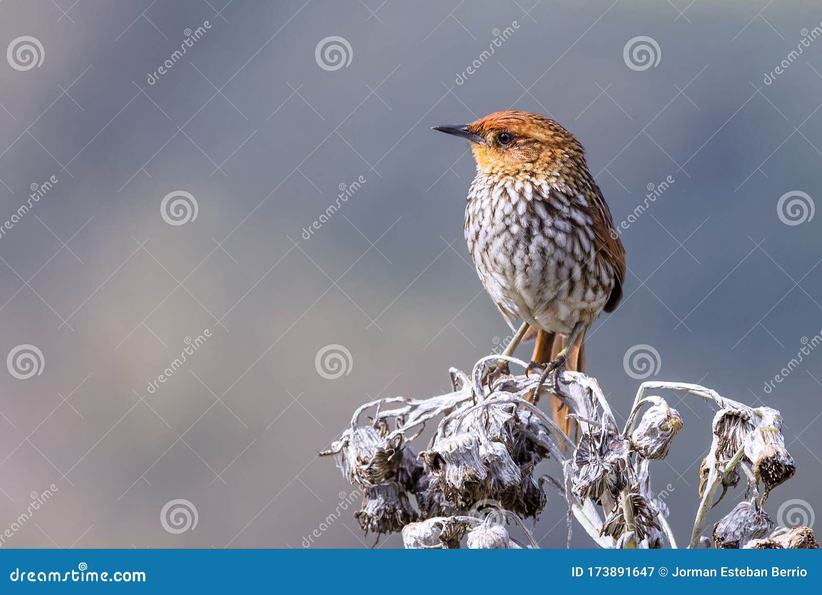 Bird Resting in a Small Bush Stock Image - Image of fauna, colombia ...
