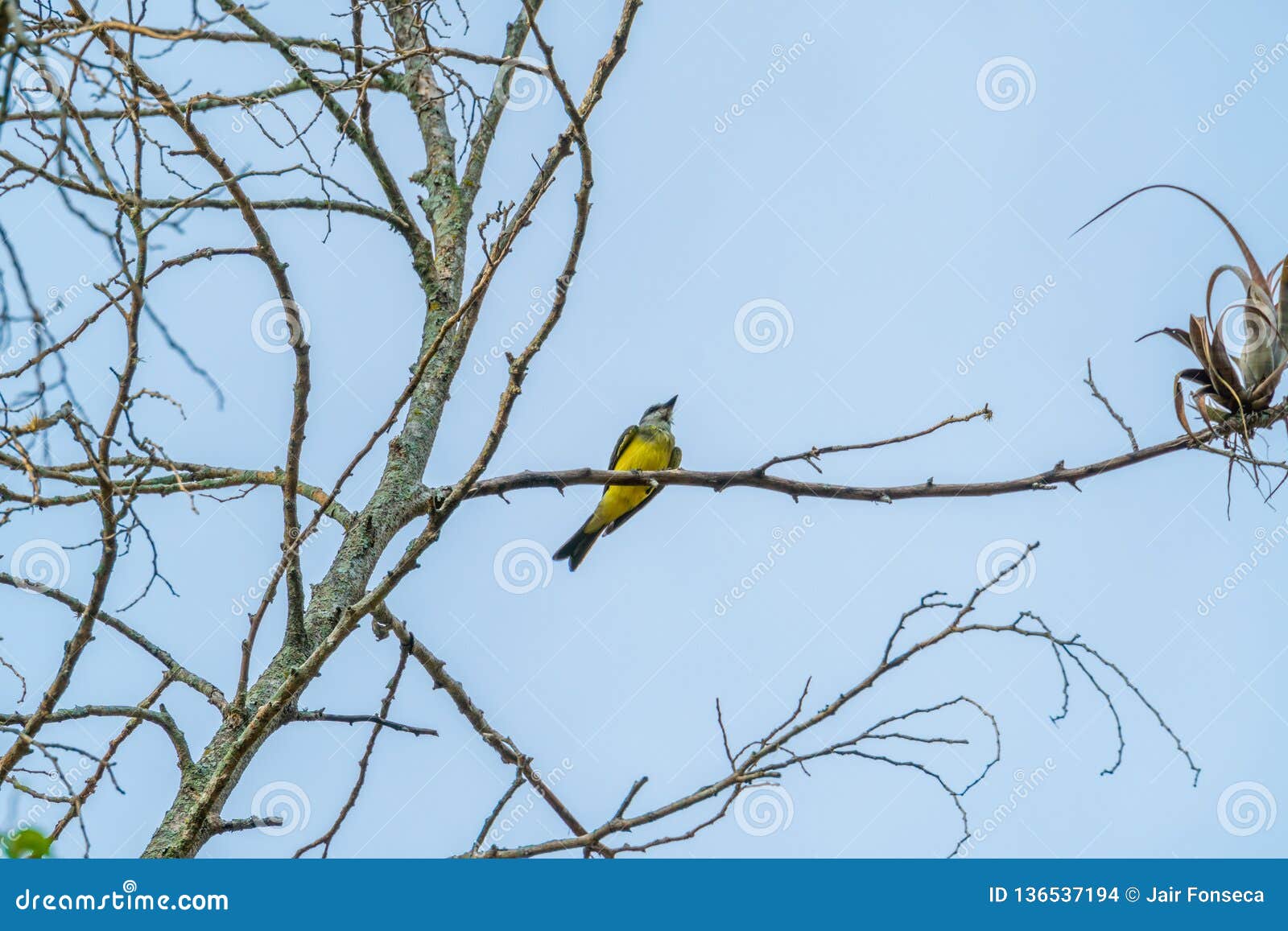 Bird resting on a tree stock photo. Image of head, orange - 136537194