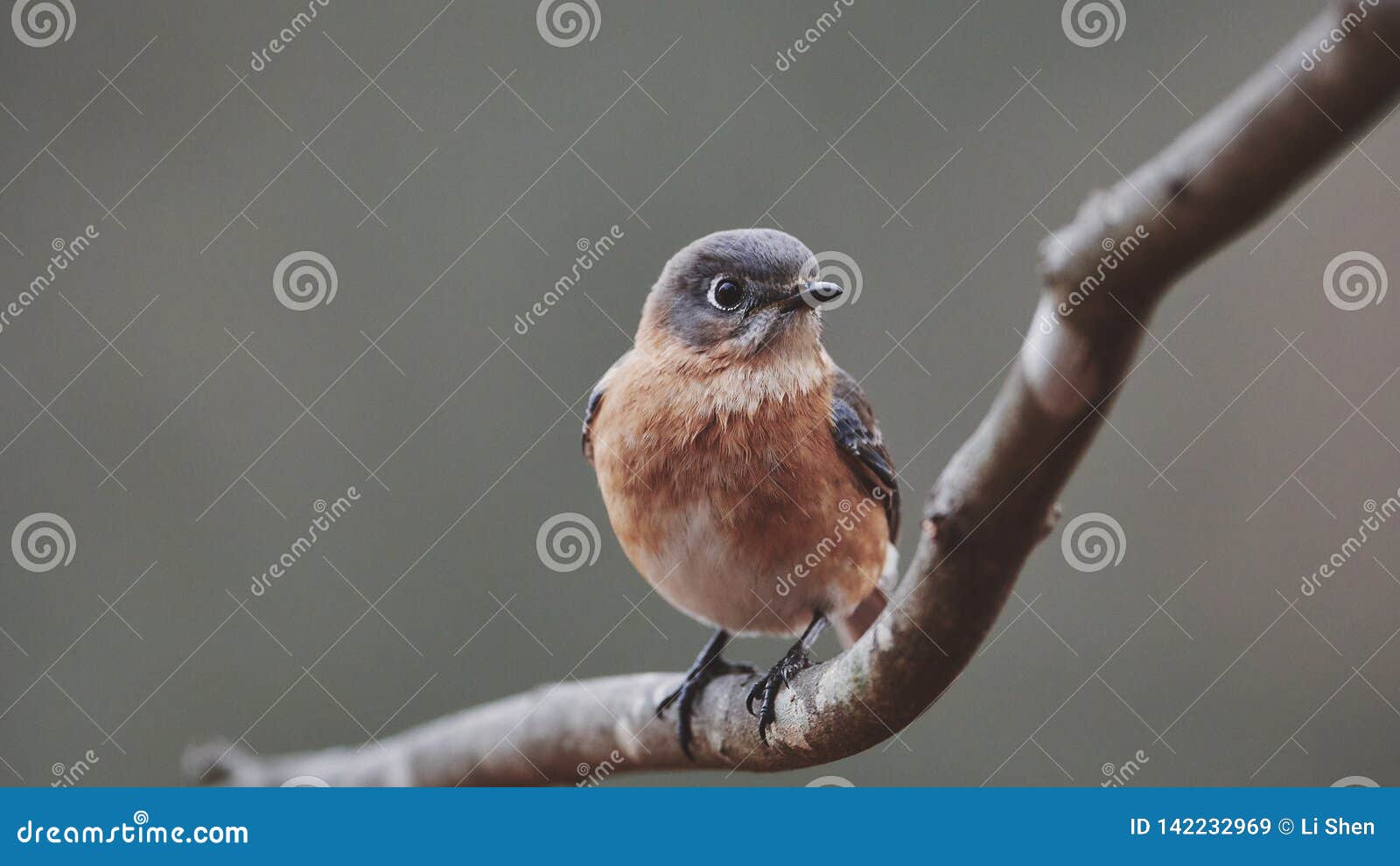 A Bird Resting on a Tree Branch Stock Image - Image of branch, watchful ...