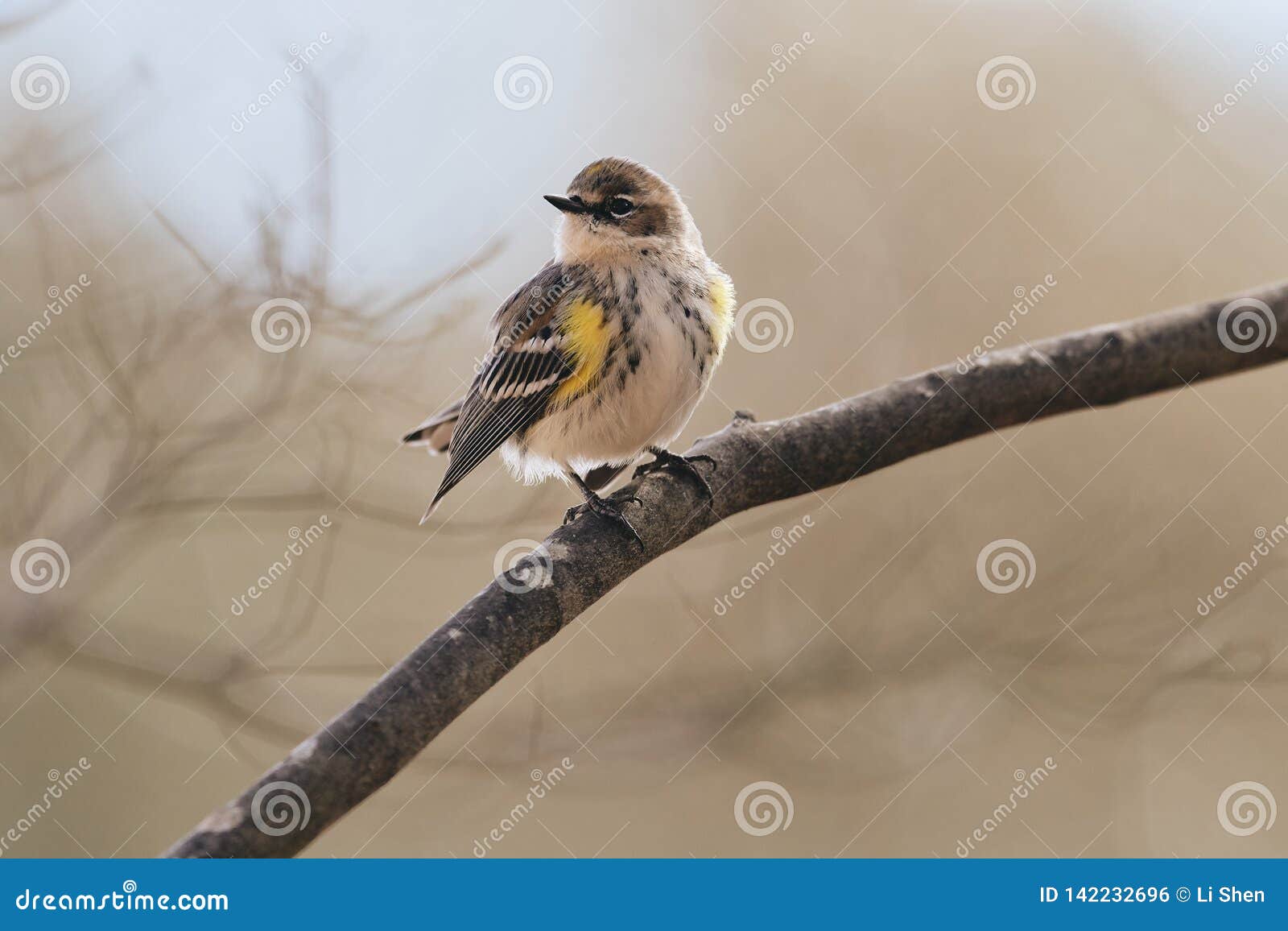 A Bird Resting on a Tree Branch Stock Photo - Image of green, boat ...