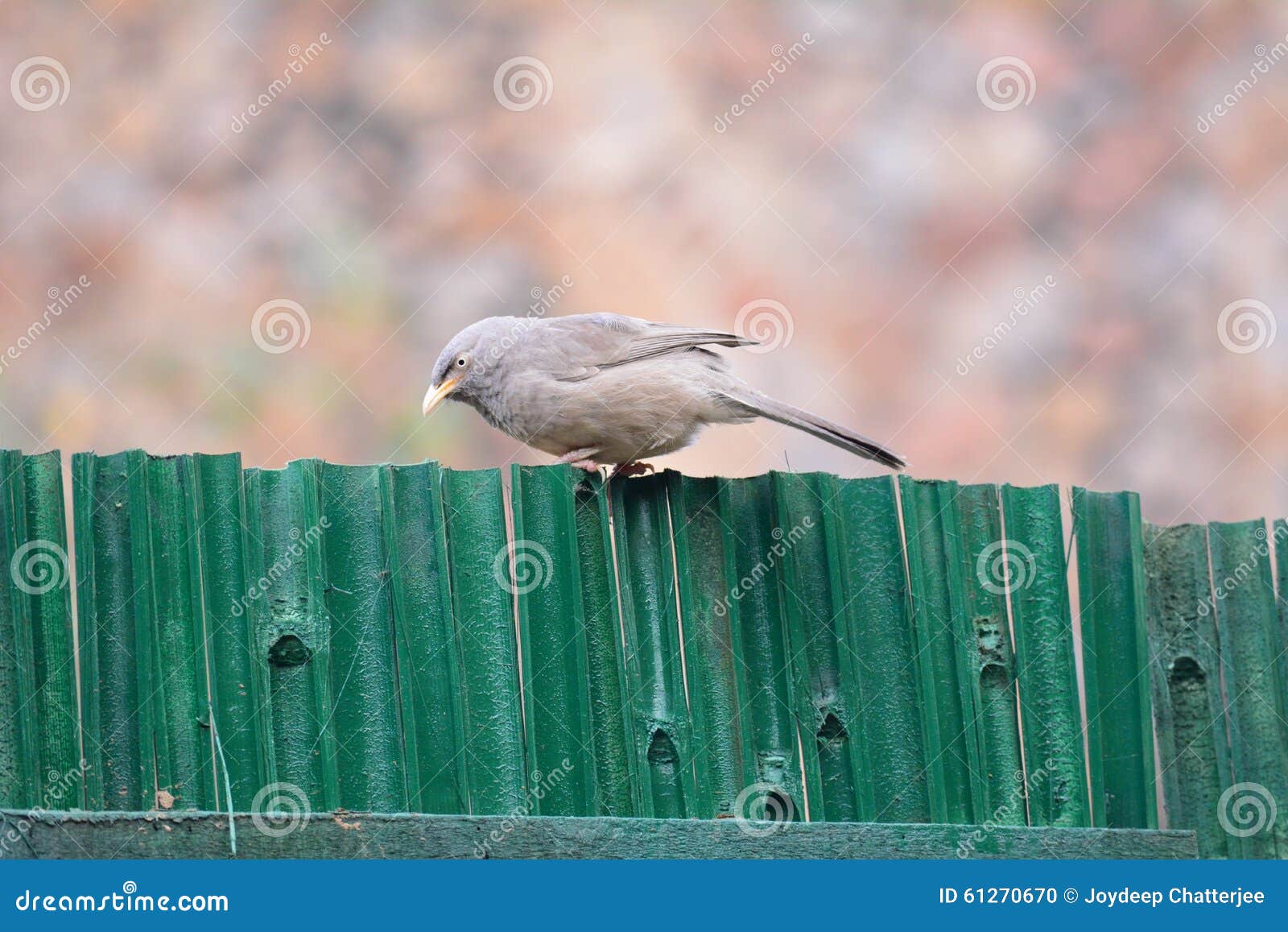 Bird stock photo. Image of resting, bird, wall, nature - 61270670