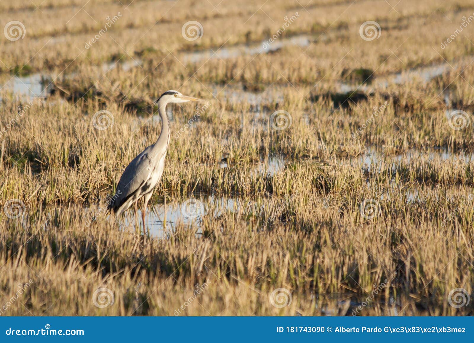 Bird in Rice Field in the Abufera Stock Photo - Image of feather, beak ...