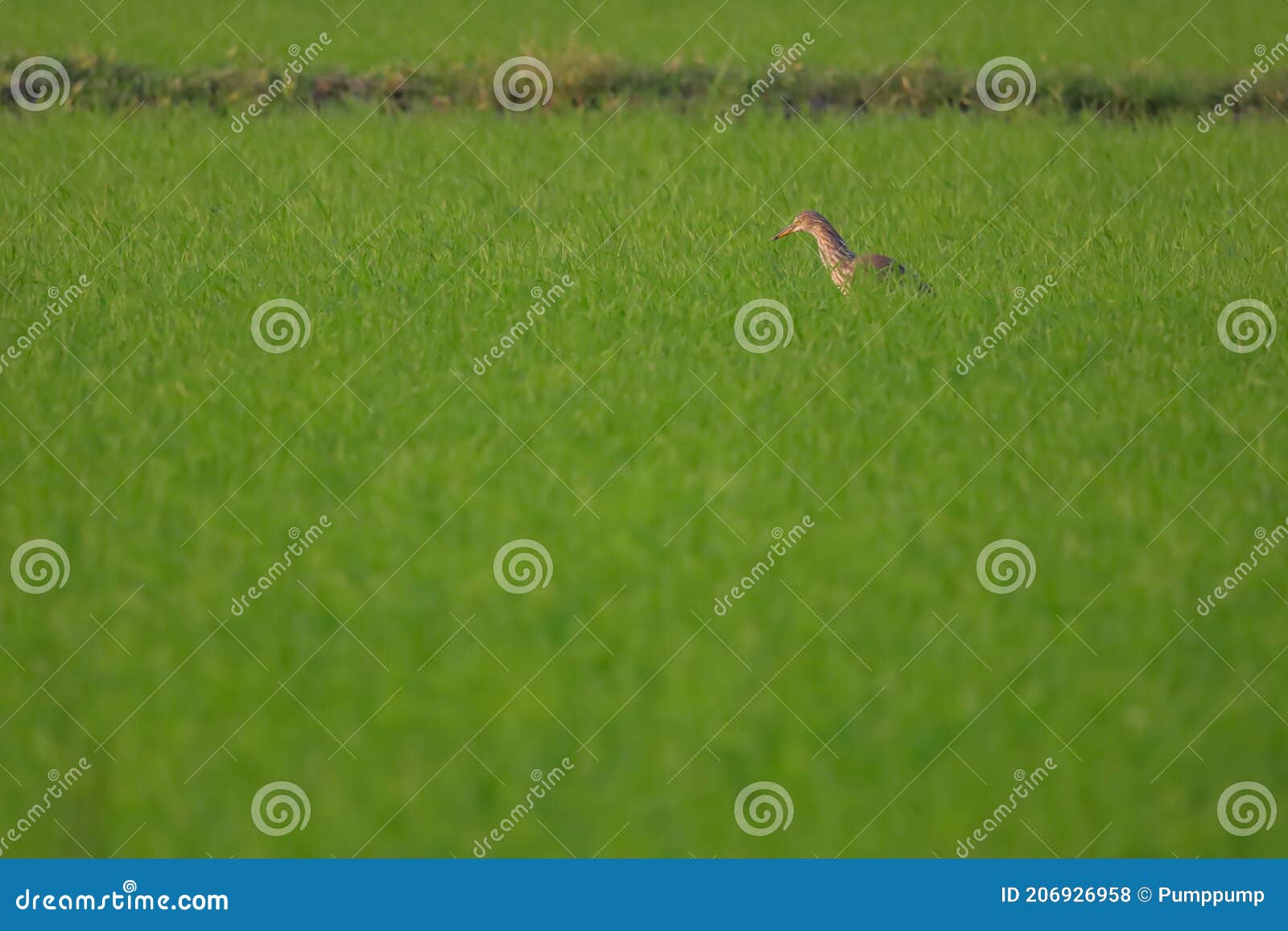 The Bird in Rice Field in Countryside at Asia Stock Photo - Image of ...