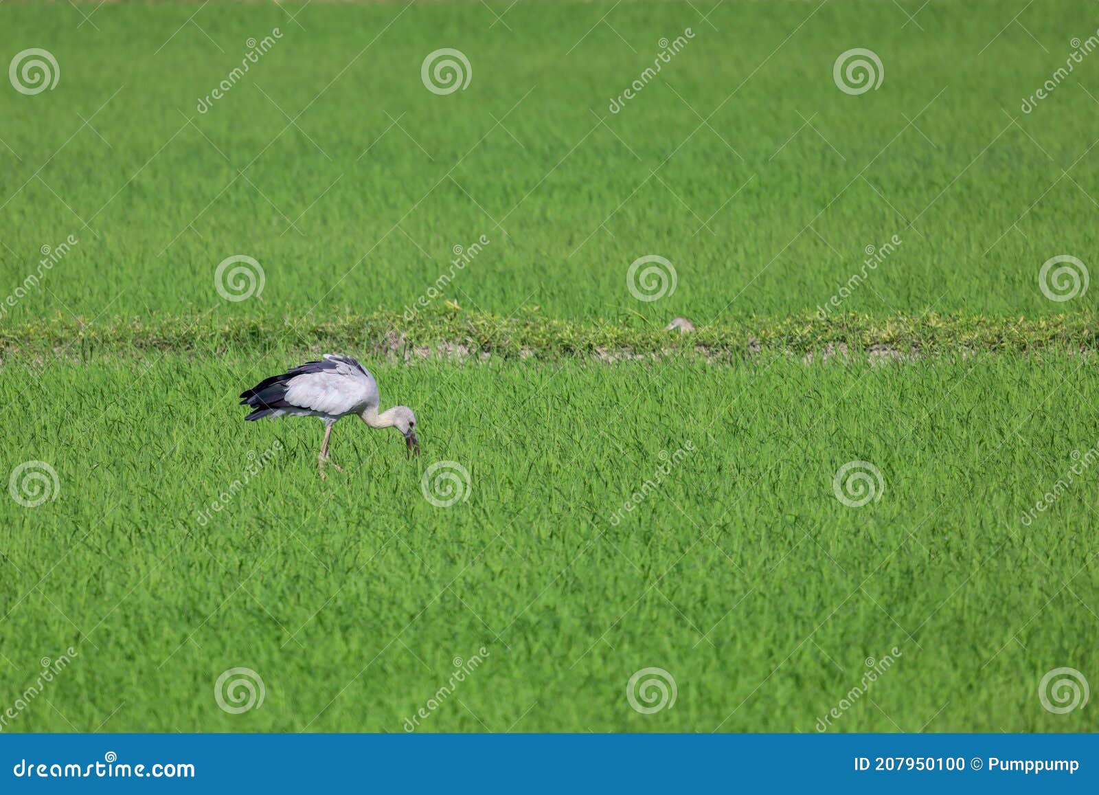 The Bird in Rice Field in Countryside at Asia Stock Photo - Image of ...