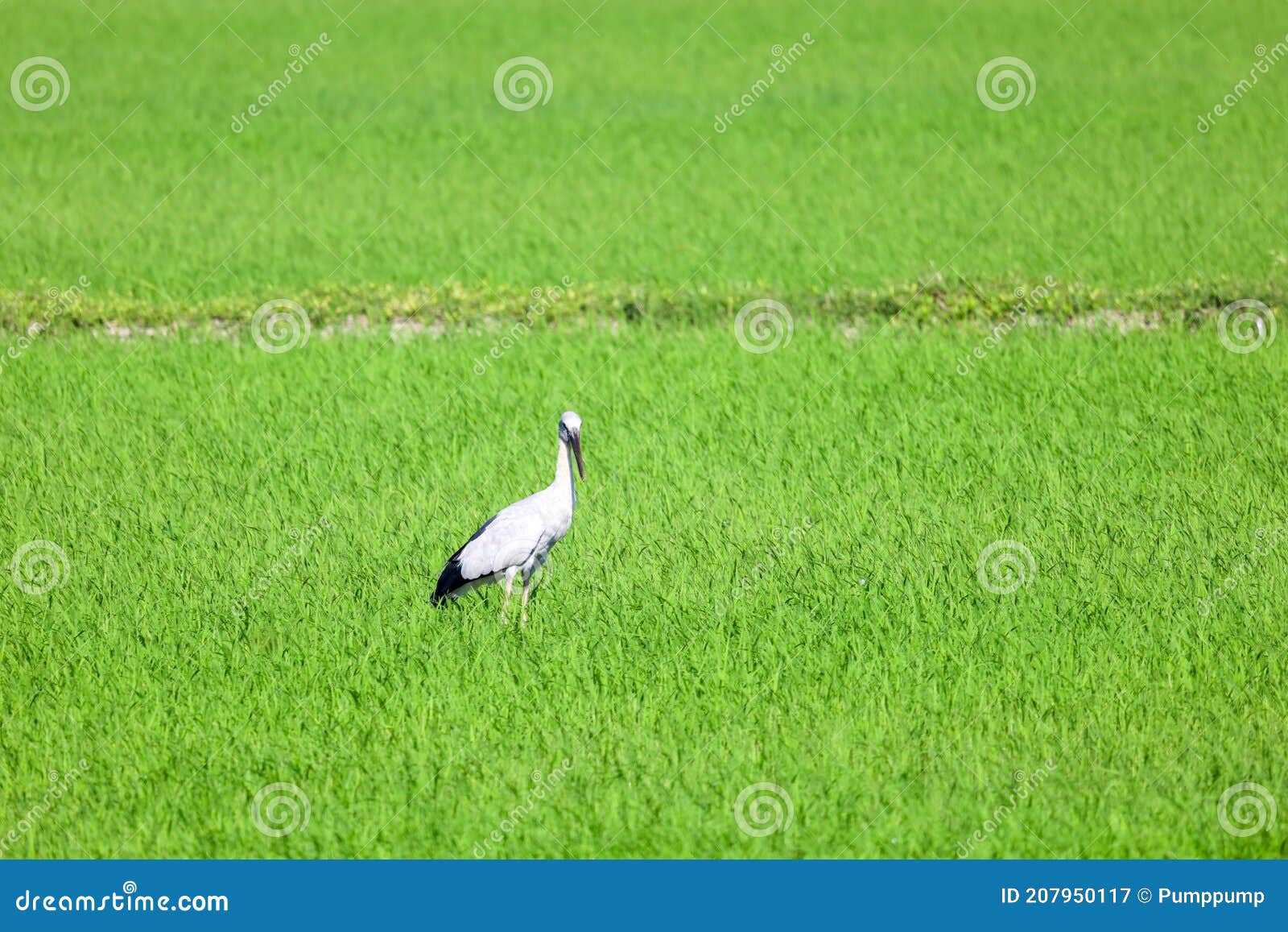 The Bird in Rice Field in Countryside at Asia Stock Image - Image of ...