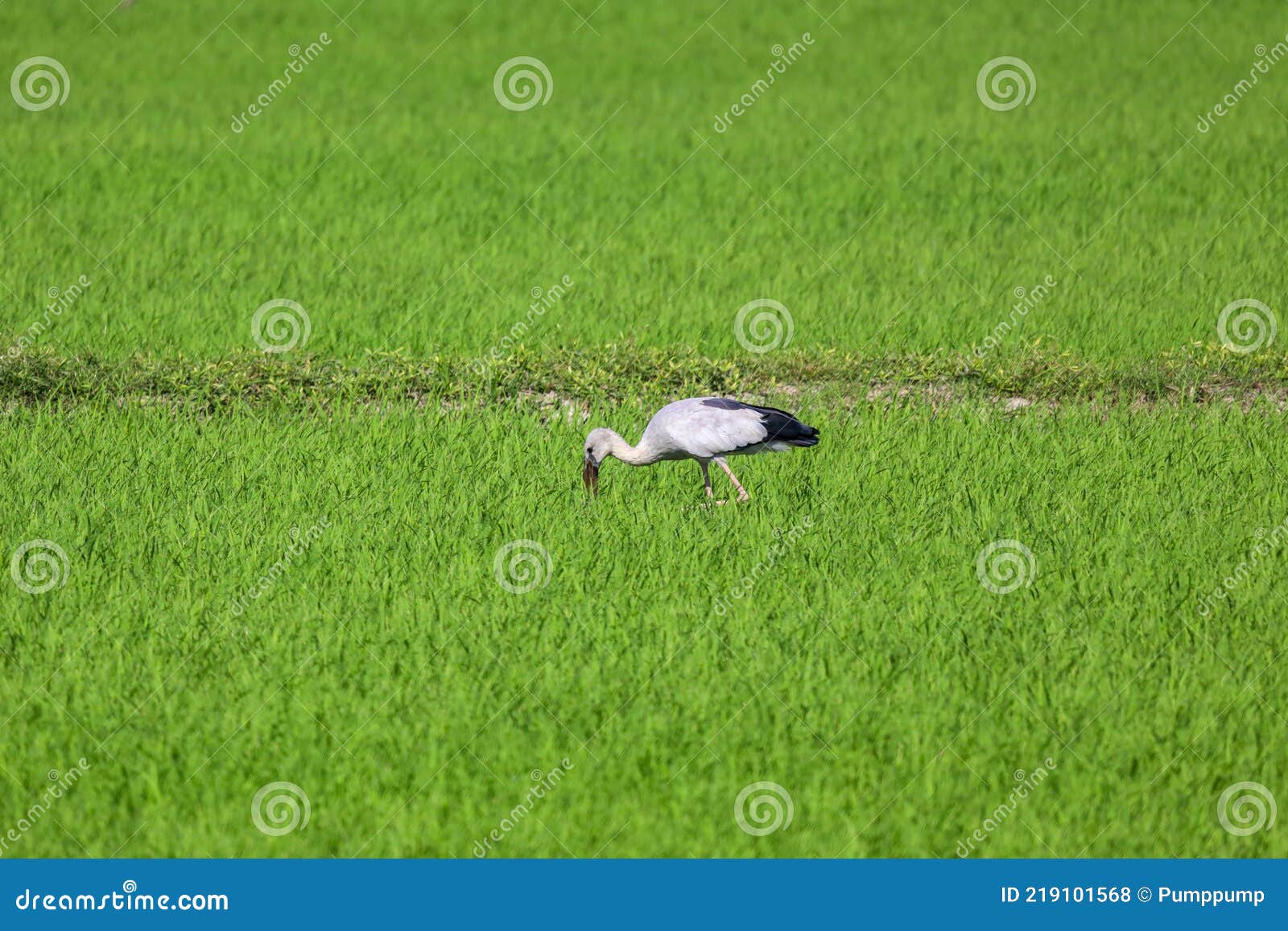 The Bird in Rice Field in Countryside at Asia Stock Photo - Image of ...