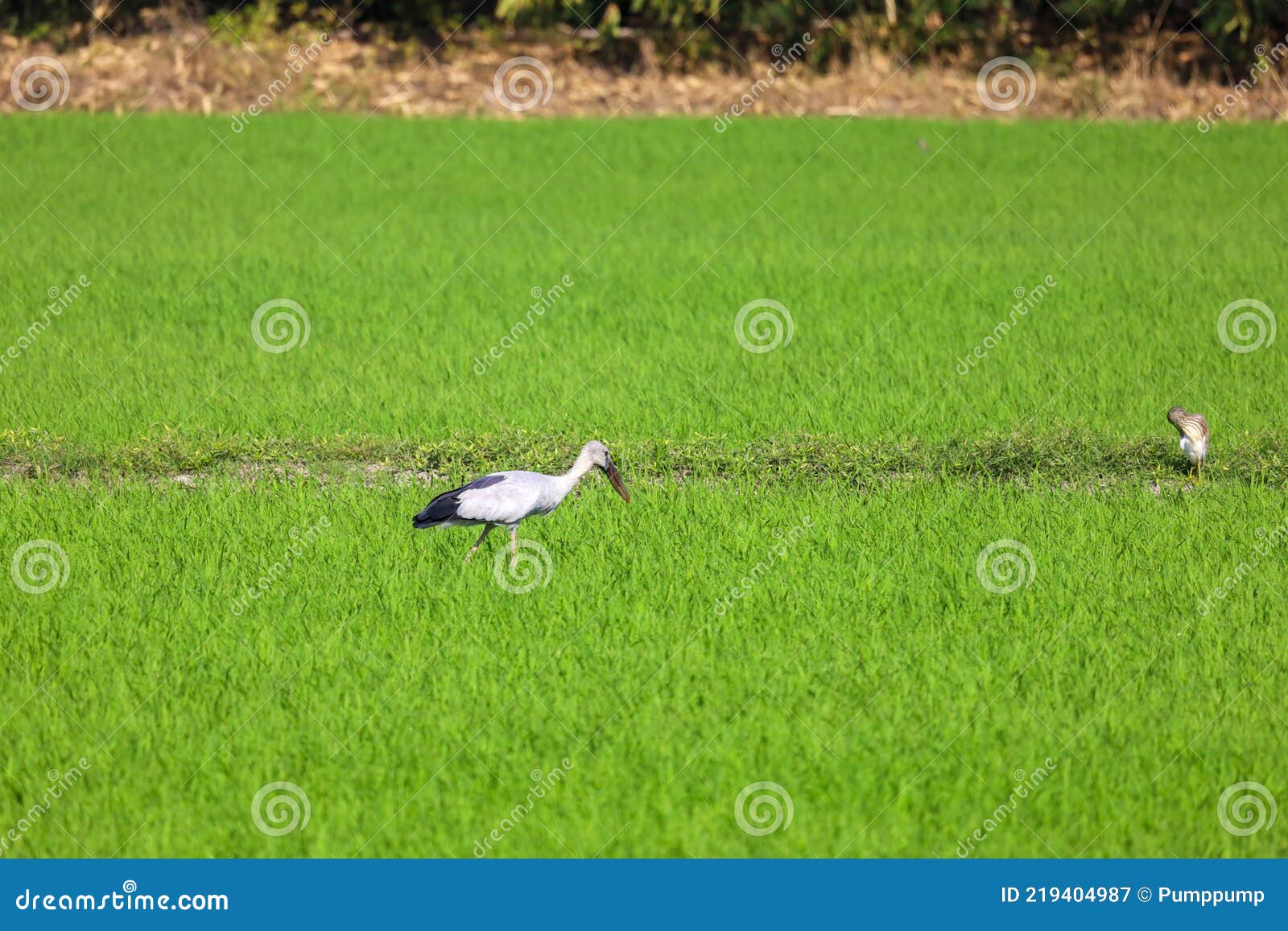 The Bird in Rice Field in Countryside at Asia Stock Image - Image of ...