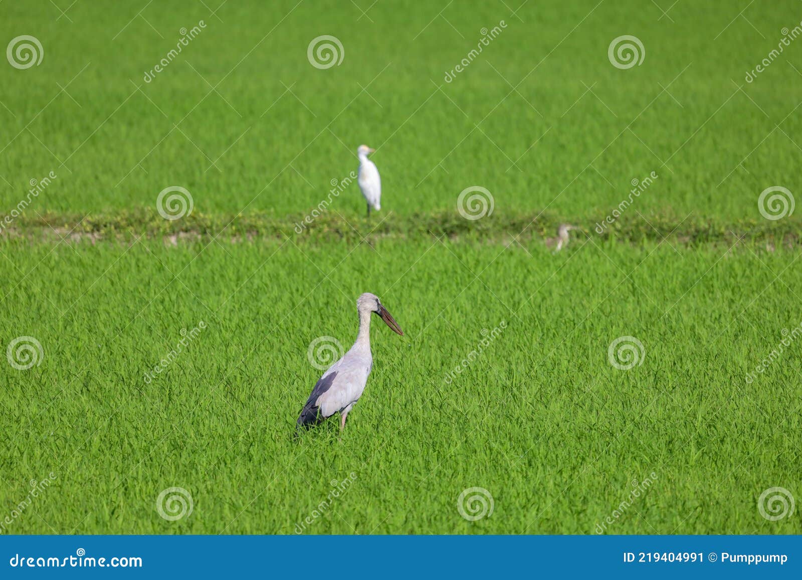 The Bird in Rice Field in Countryside at Asia Stock Image - Image of ...