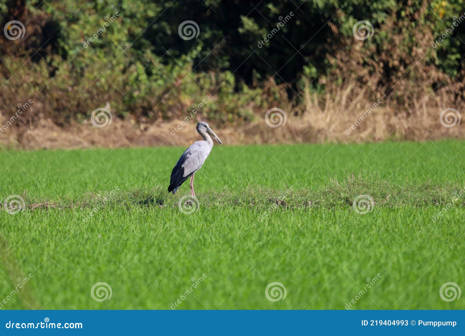 The Bird in Rice Field in Countryside at Asia Stock Image - Image of ...