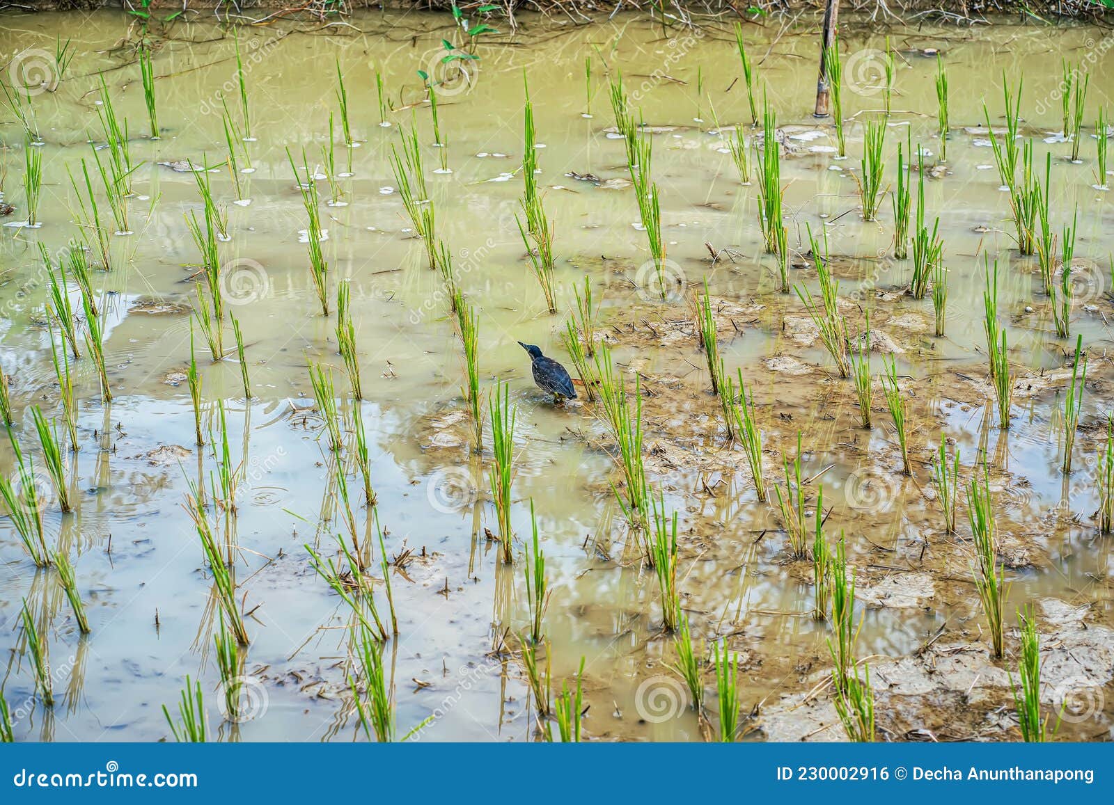 Bird in the rice field stock photo. Image of fauna, flight - 230002916
