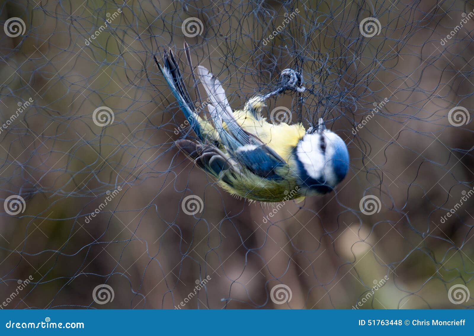 Bird Ringing stock photo. Image of natures, beak, animal - 51763448