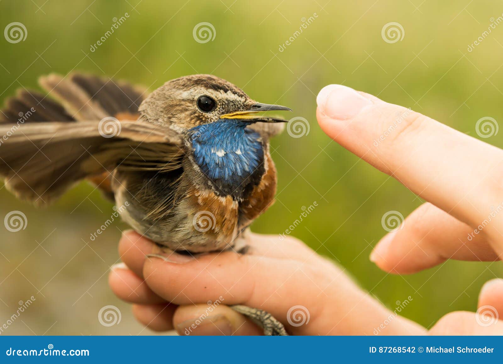 Bird ringing stock photo. Image of friesland, east, birds - 87268542