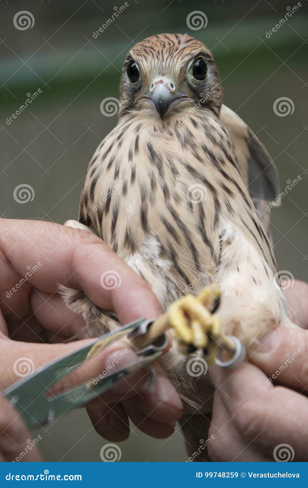 Bird Ringing - Common Kestrel Stock Image - Image of hands, ringing ...