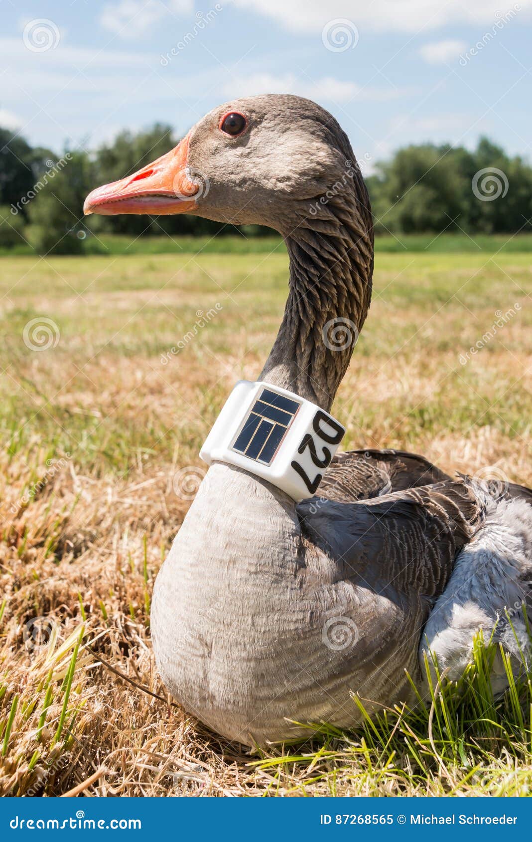 Bird ringing editorial image. Image of anser, goose, research - 87268565