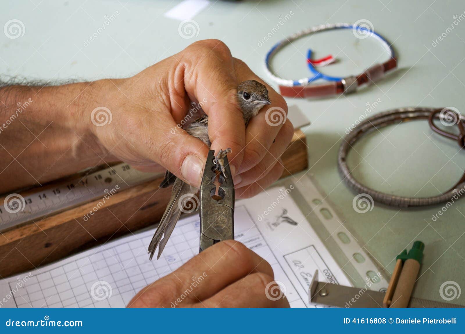 Bird ringing stock photo. Image of migrate, record, protection - 41616808