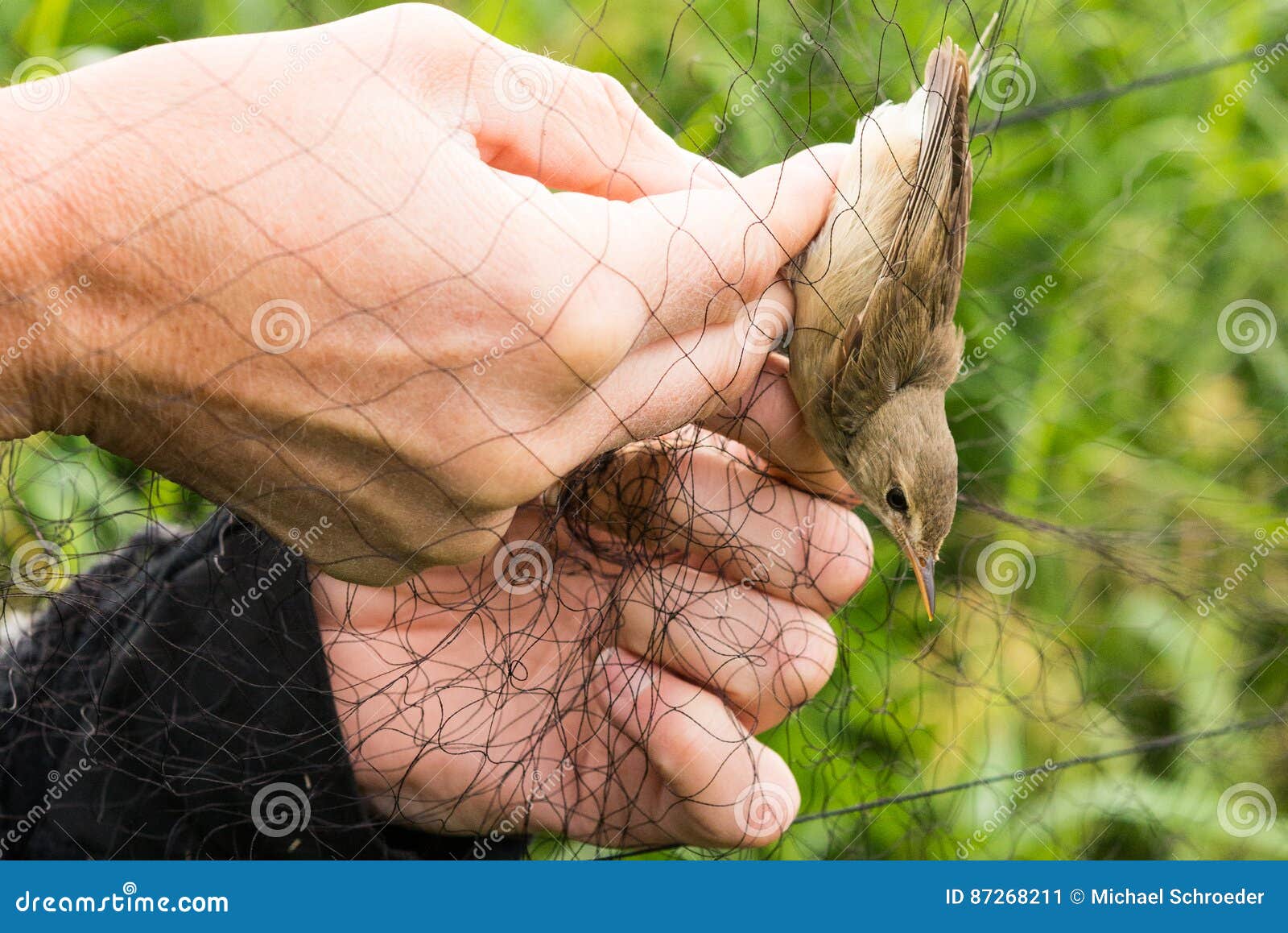 Bird ringing stock image. Image of europe, bird, east - 87268211
