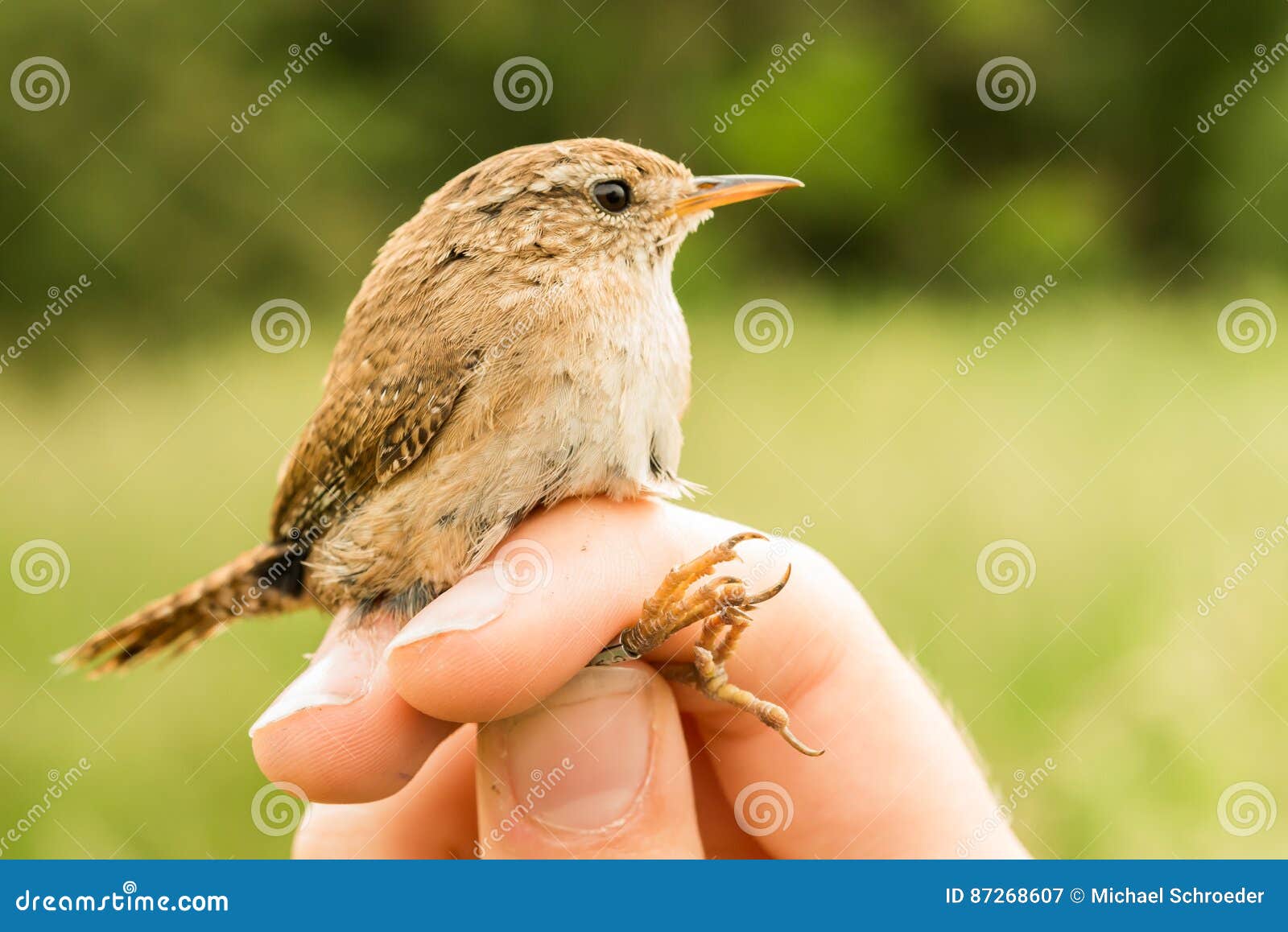 Bird ringing stock image. Image of leer, europe, birds - 87268607
