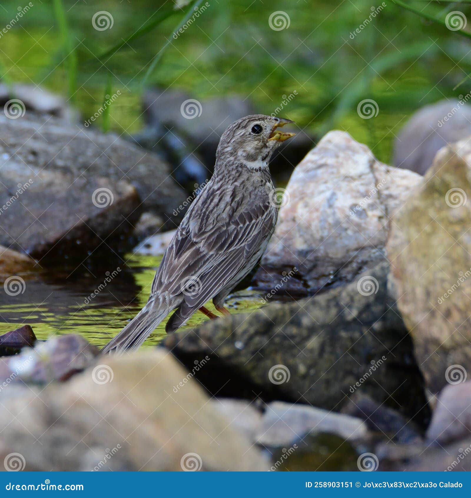 Bird, River, rocks, nature stock image. Image of nature - 258903151