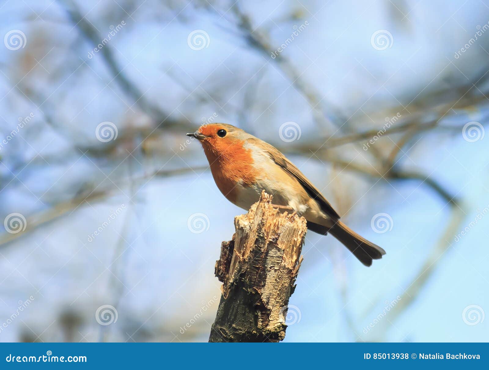 Bird is a Robin Sitting on a Branch in Spring Park Stock Photo - Image ...