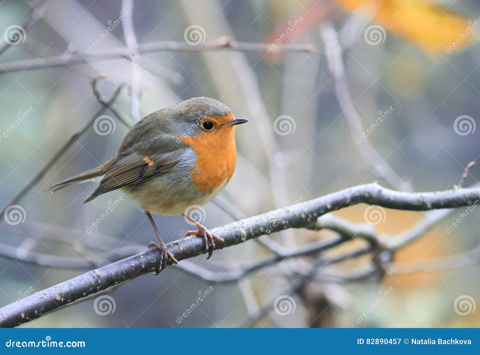 Robin Sitting On A Fence Royalty-Free Stock Photography | CartoonDealer ...