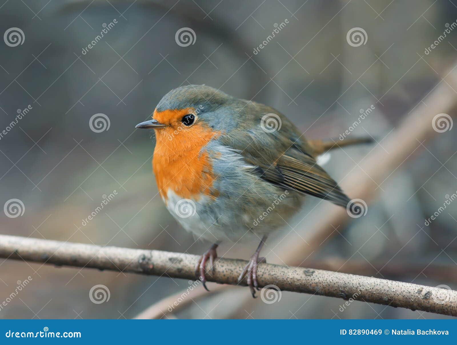 Bird Robin Sitting among the Branches in the Autumn Stock Image - Image ...