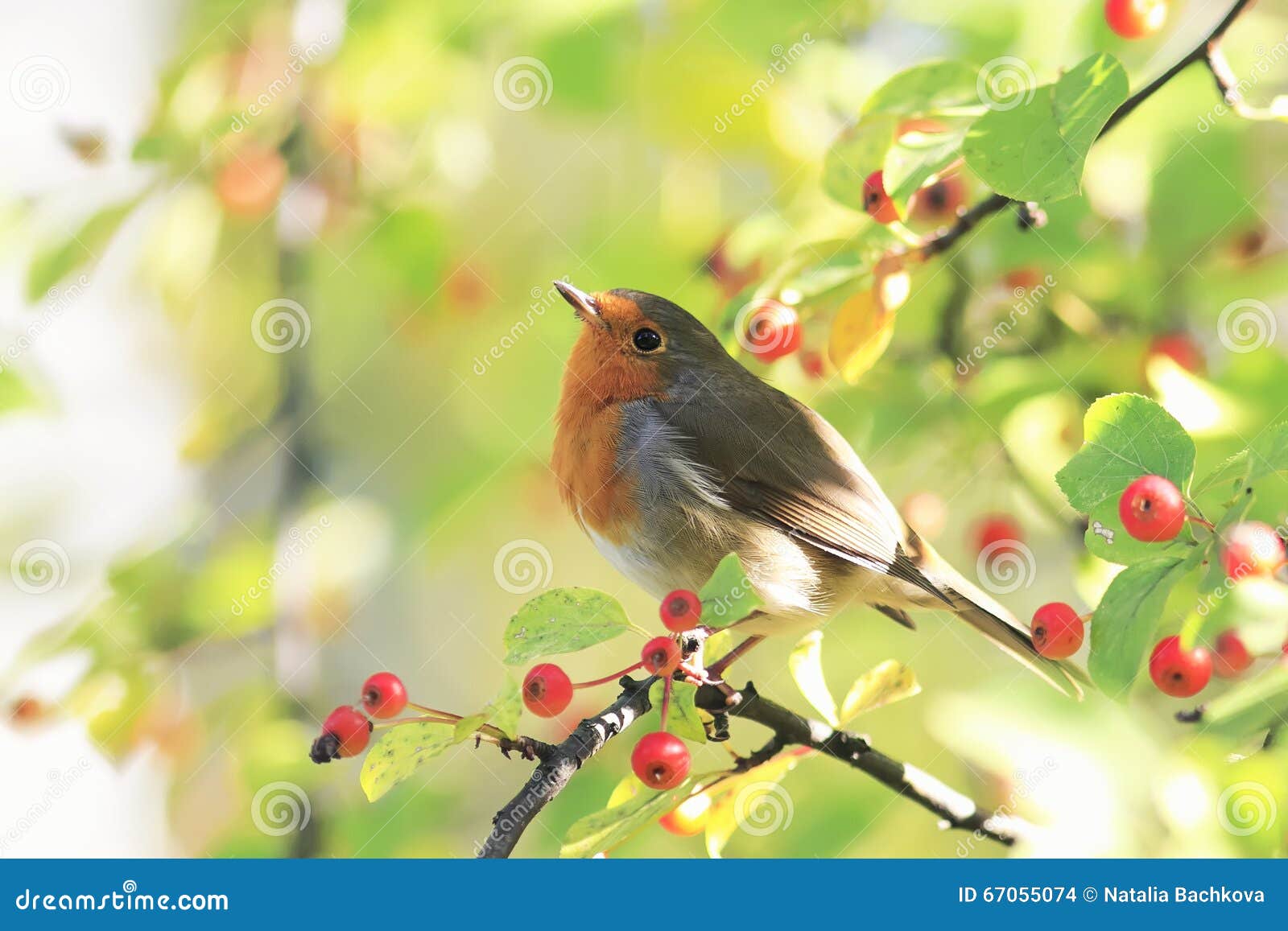 Bird Robin sitting on tree stock photo. Image of warm - 67055074
