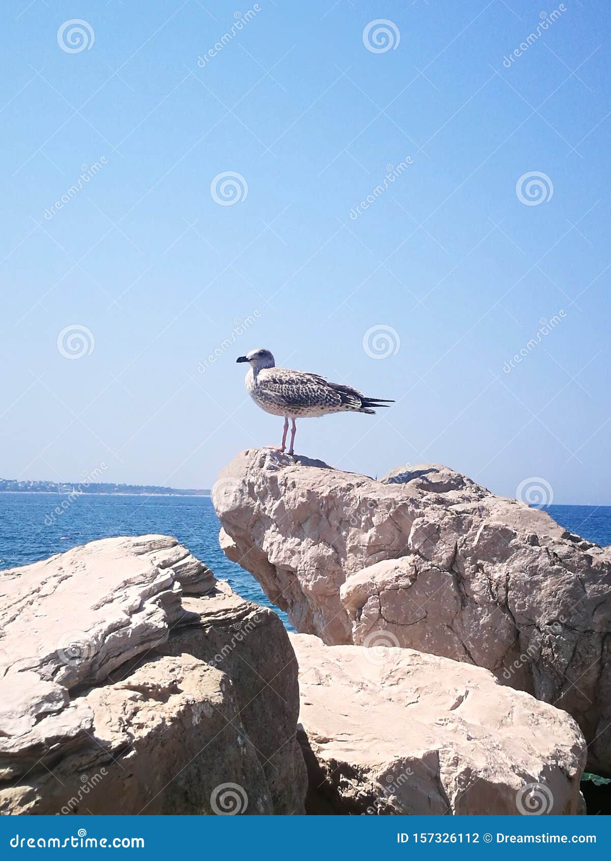 The bird on rock stock photo. Image of seasight, holliday - 157326112