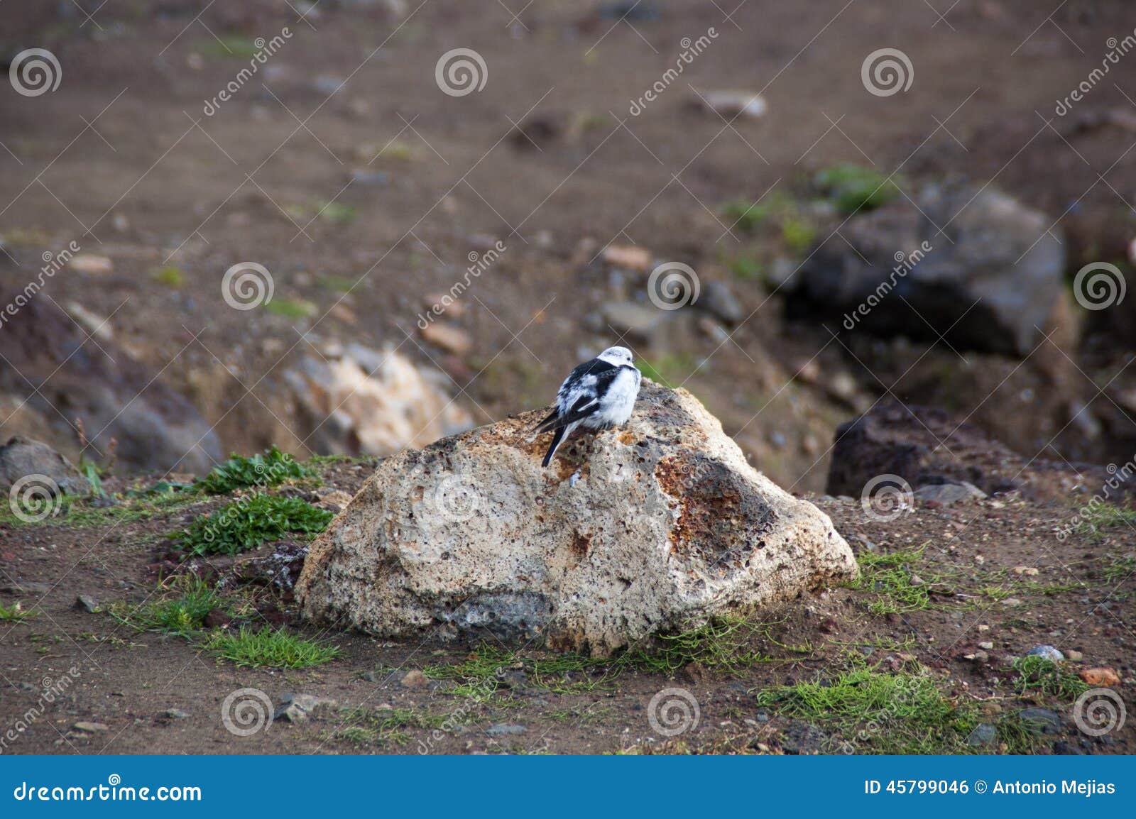 Bird on the rock stock photo. Image of nature, grass - 45799046