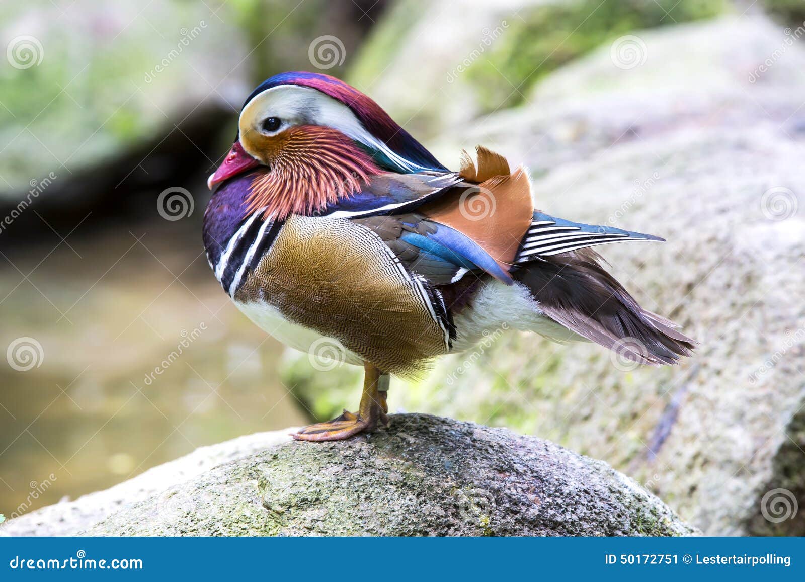 Bird on a Rock Near the Water Stock Image - Image of stand, colored ...