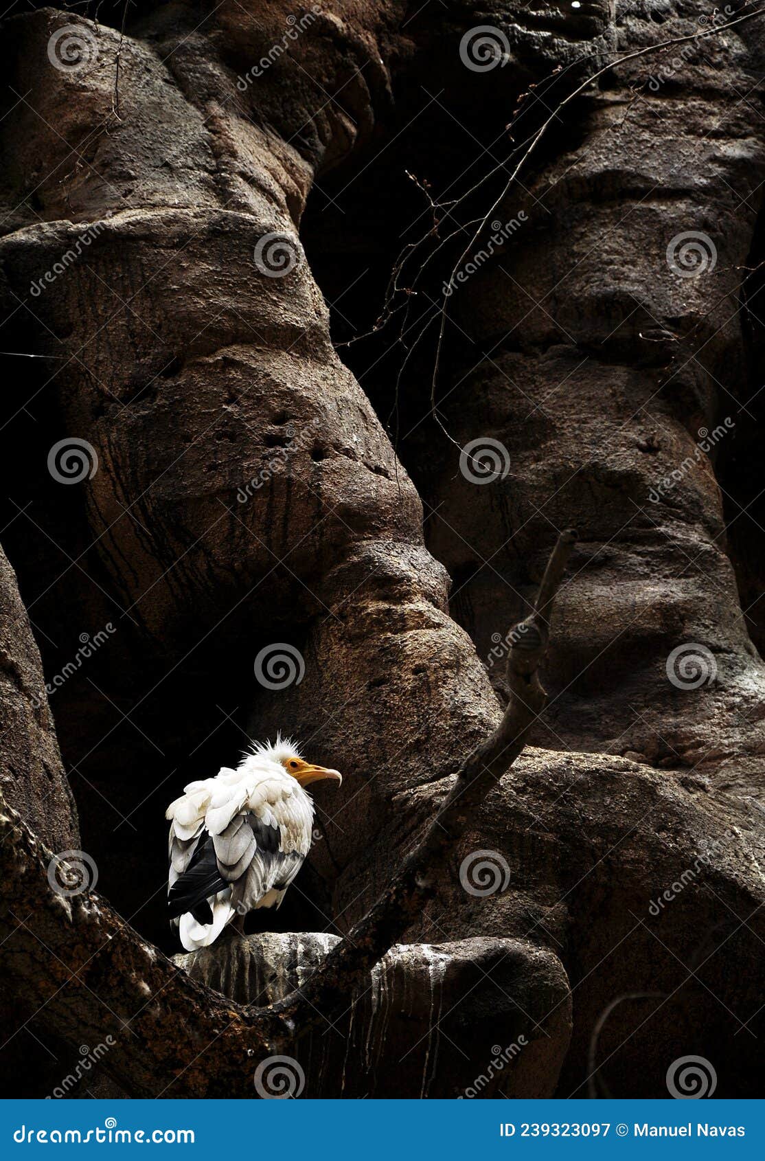 A bird on a rock wall stock image. Image of monument - 239323097