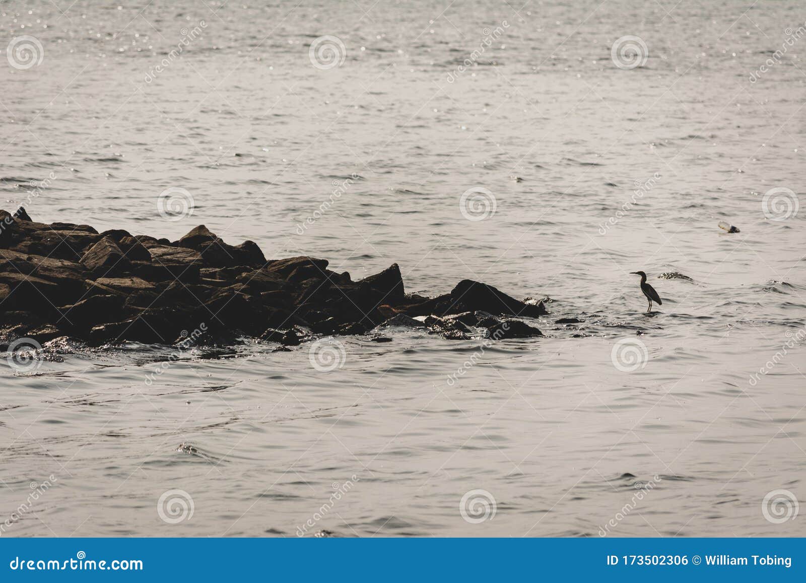 Bird and Rock in Water at Beach, Nature Scenery Stock Photo - Image of ...