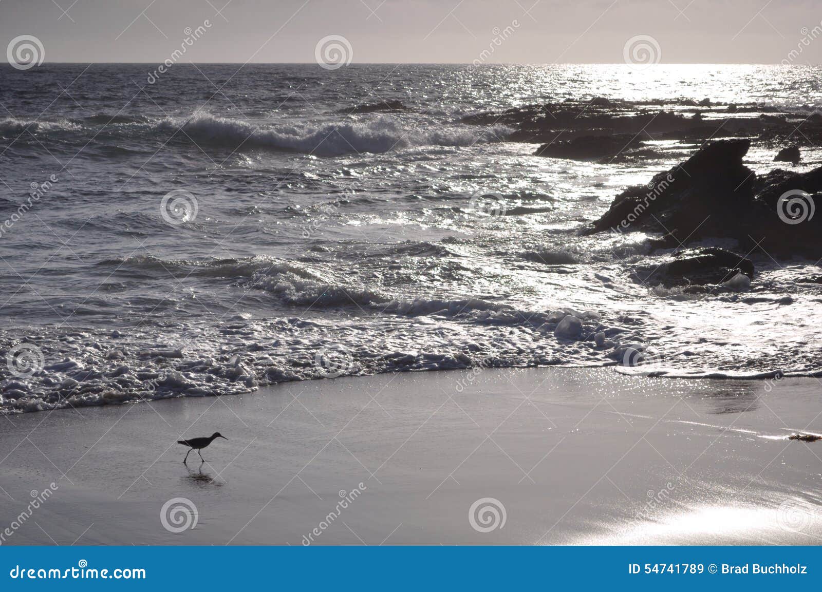 Bird by the rocks stock image. Image of birds, bird, rocks - 54741789
