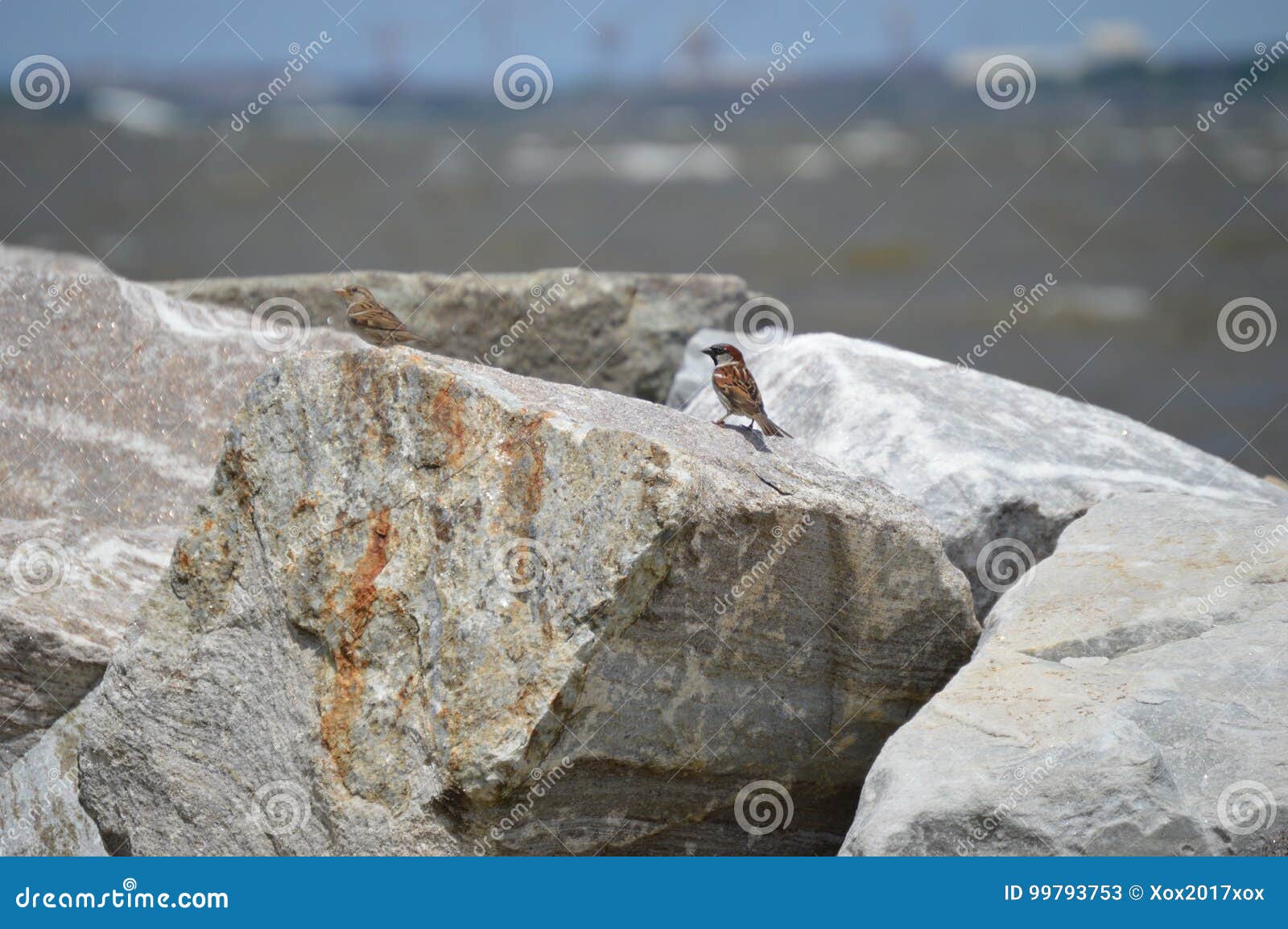 Bird on rocks stock image. Image of gardens, flowers - 99793753