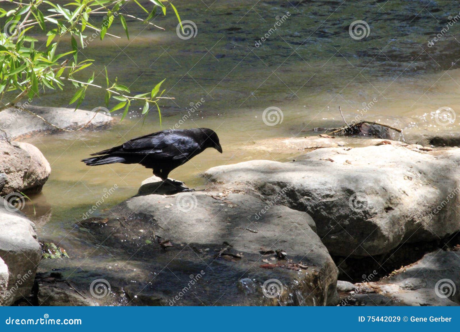 Bird on the Rocks stock image. Image of rocks, green - 75442029