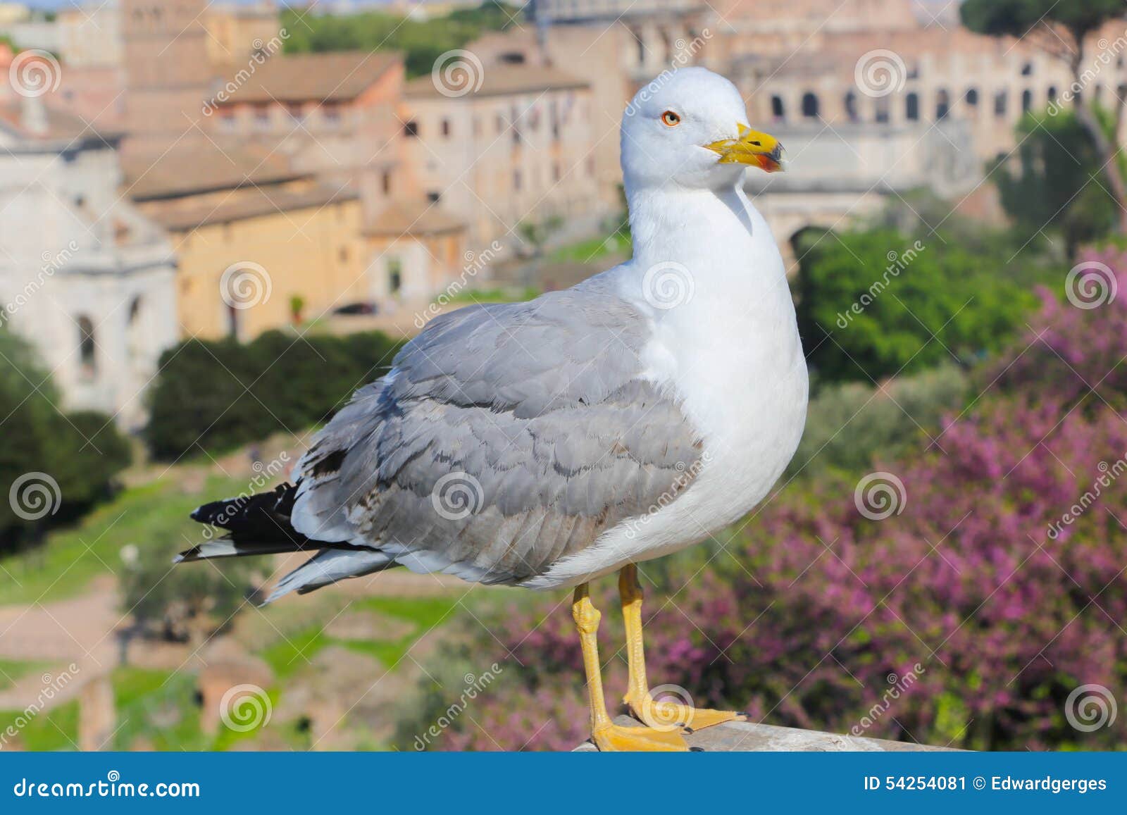 Bird of Rome stock image. Image of ancient, bell, colosseum - 54254081