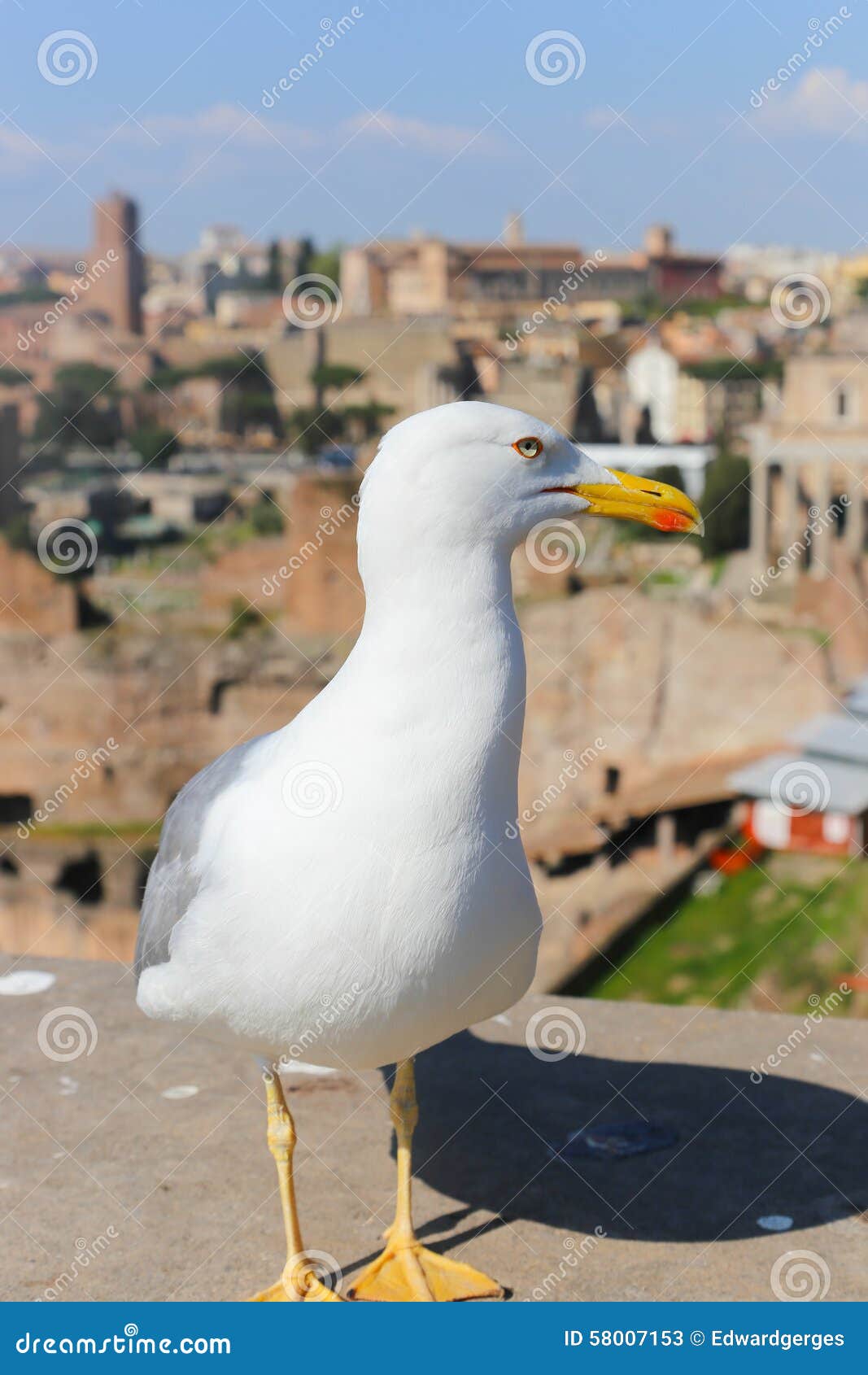 Bird of Rome stock image. Image of forum, historic, heritage - 58007153
