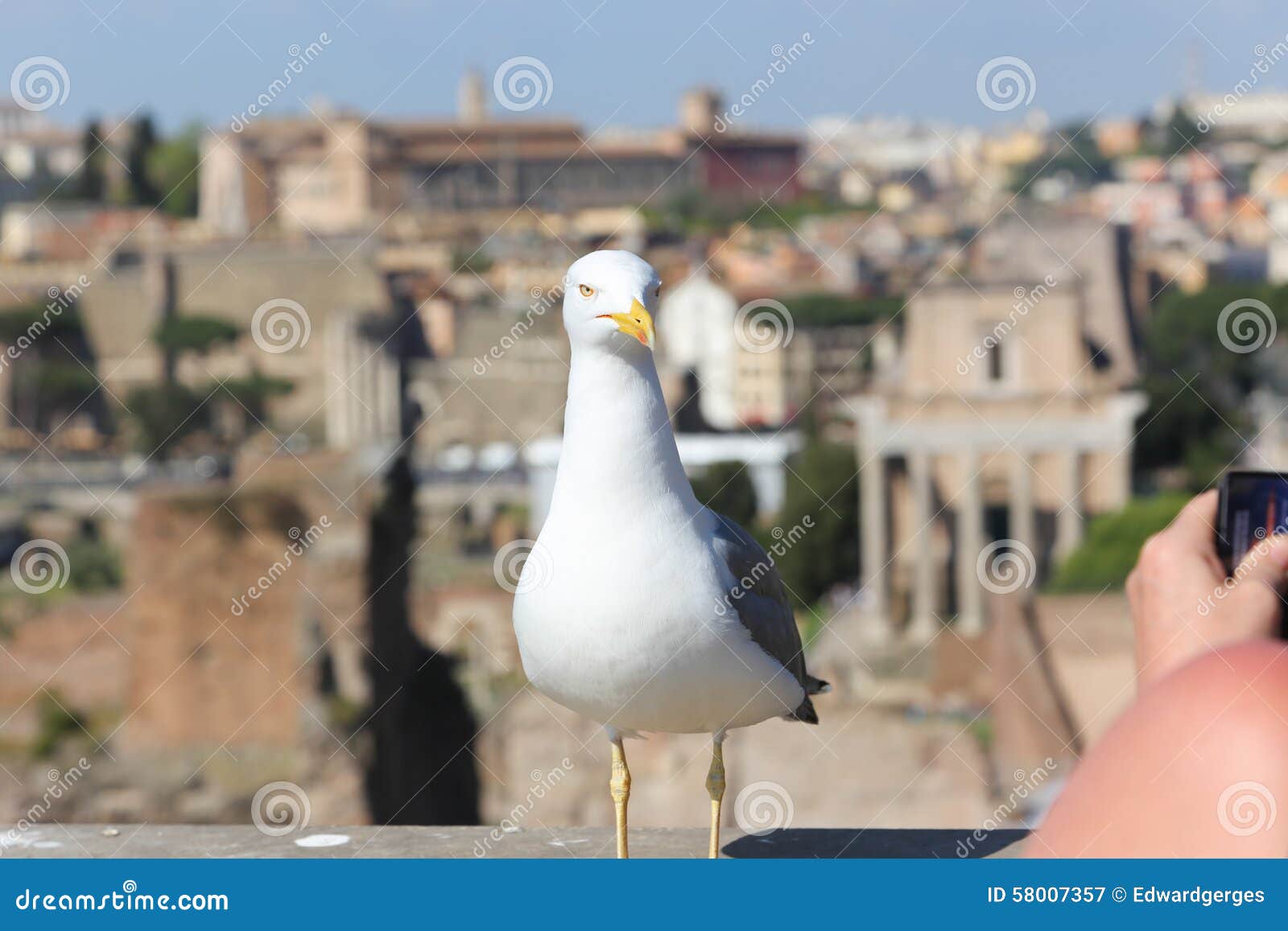 Bird of Rome stock image. Image of beautiful, history - 58007357