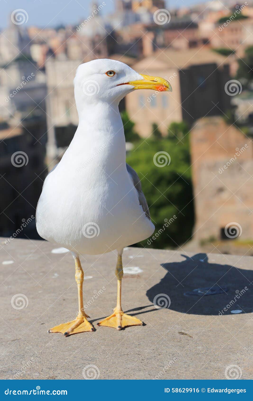 Bird of Rome stock photo. Image of italian, domes, architecture - 58629916