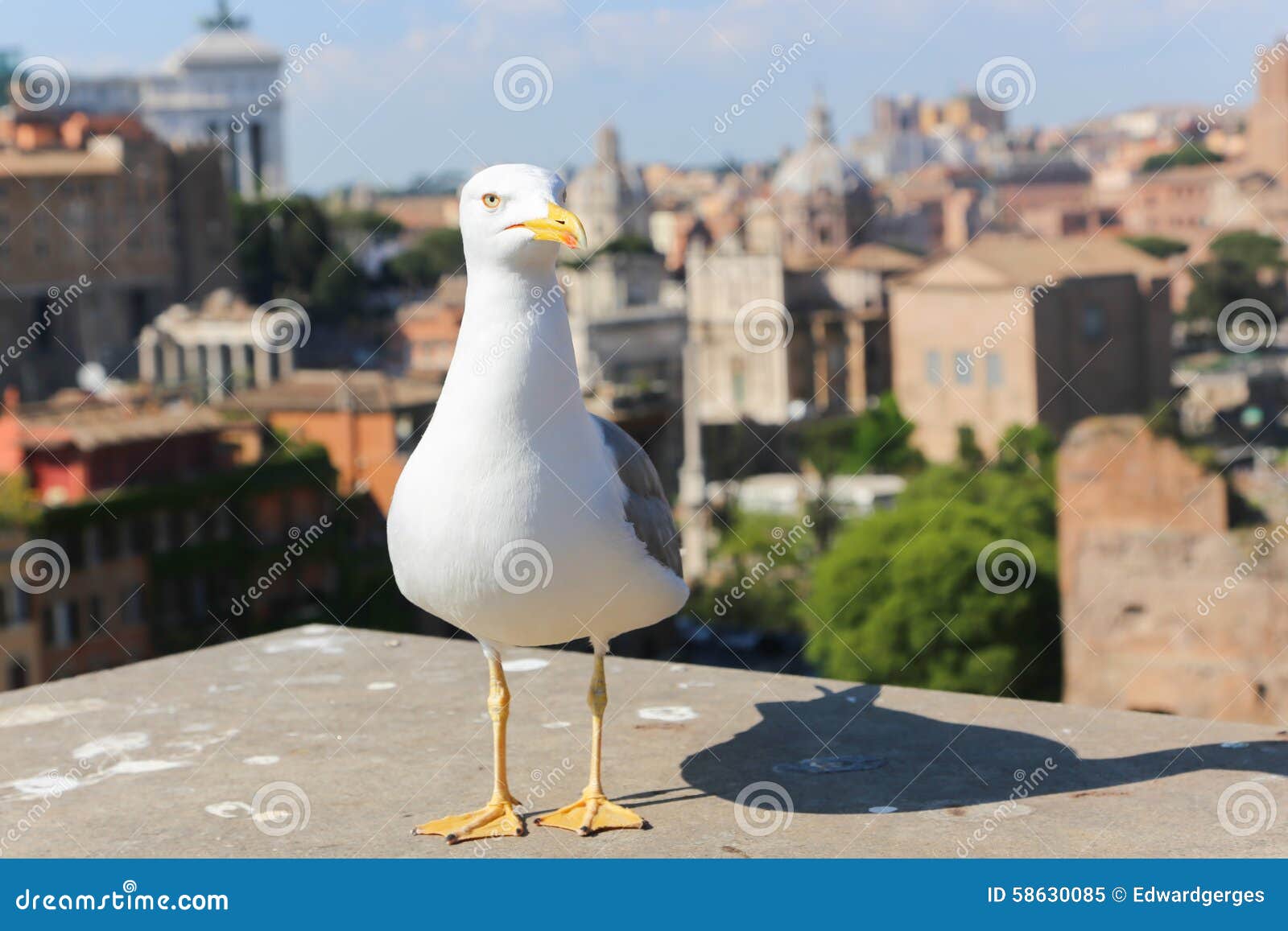 Bird of Rome stock image. Image of history, historic - 58630085