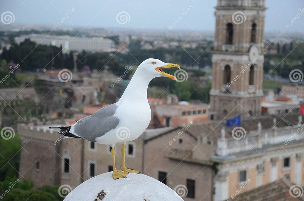 Bird in Rome stock image. Image of travel, rome, month - 31140805