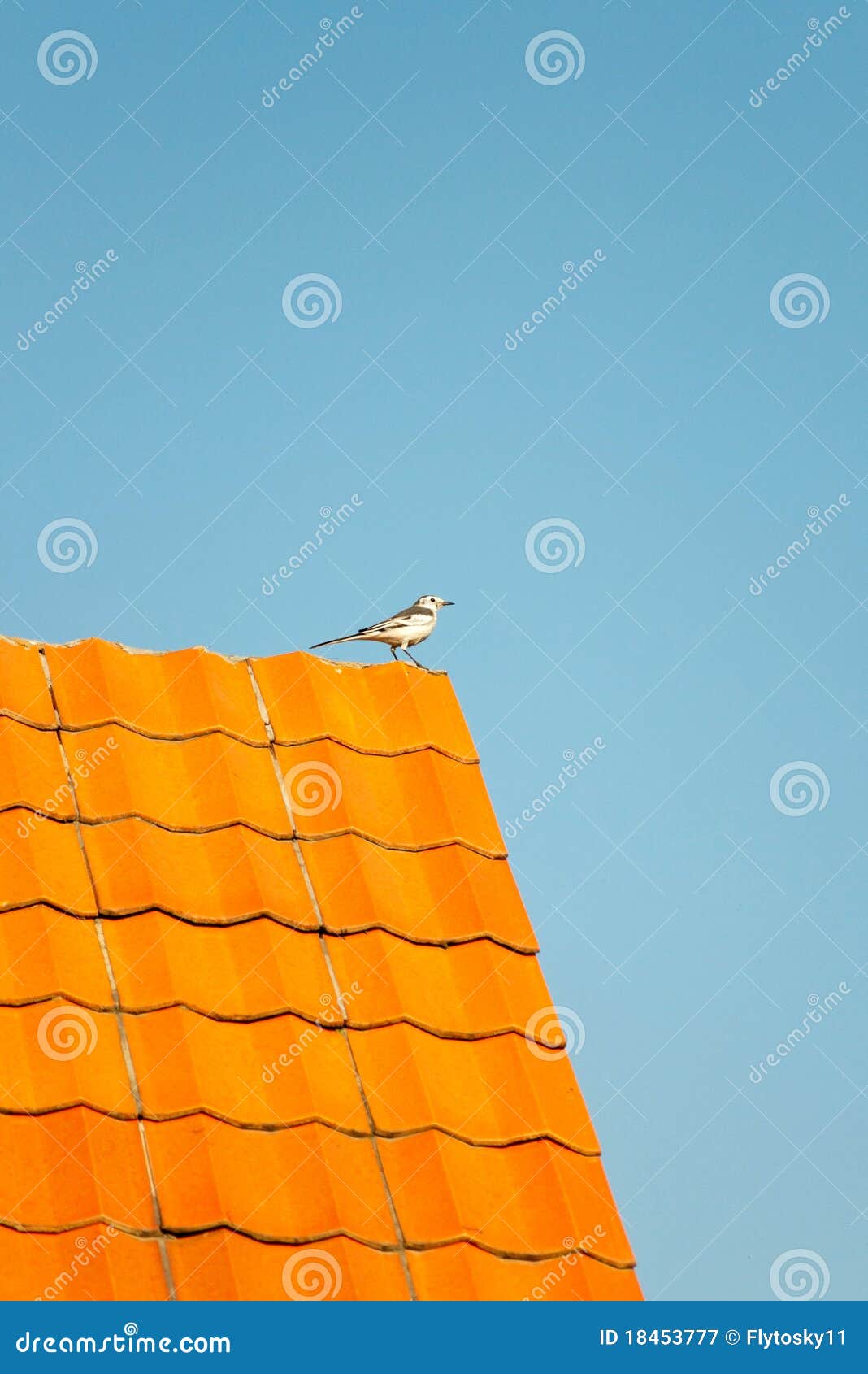 Bird on the roof stock image. Image of bird, tile, orange - 18453777